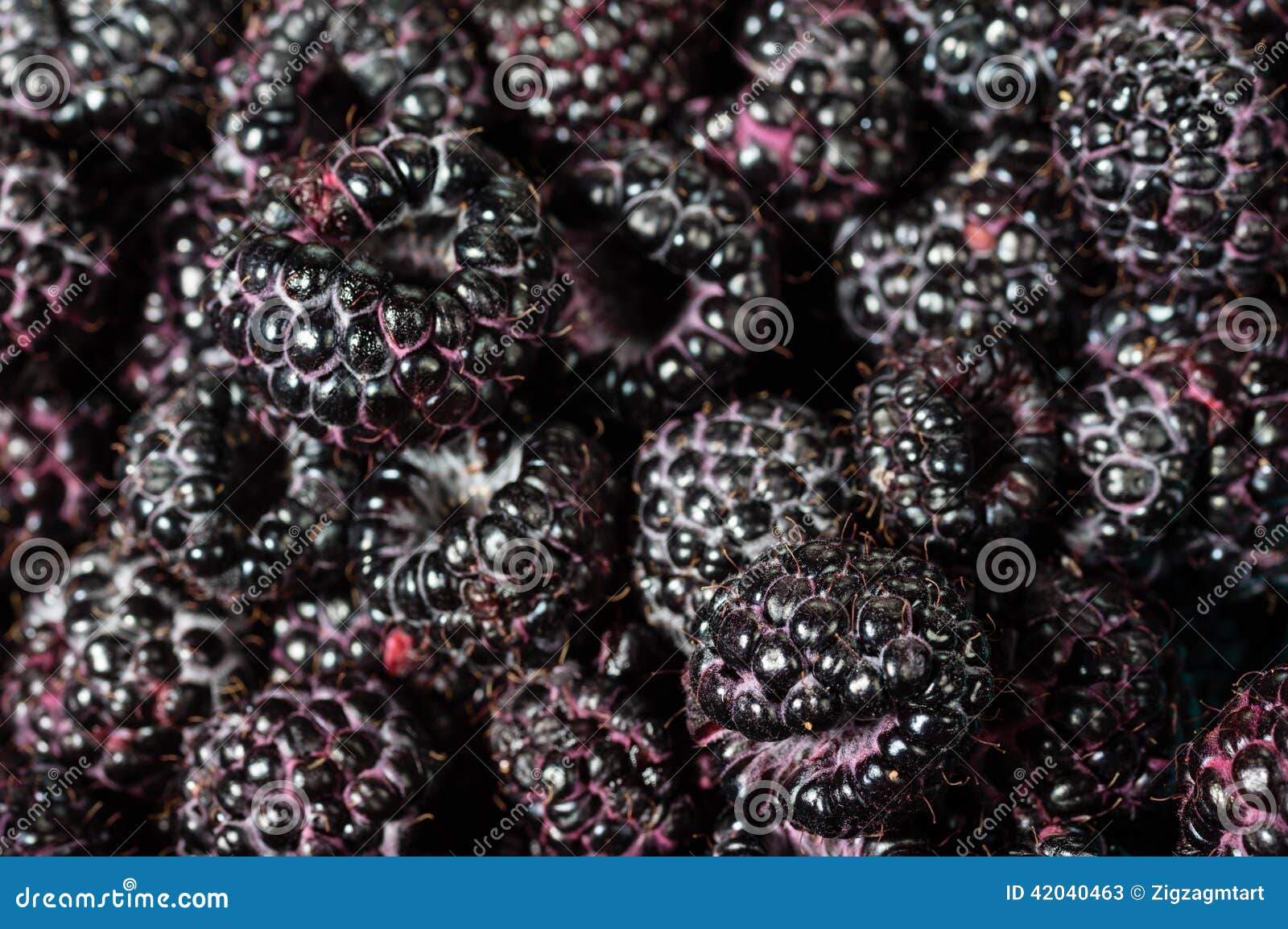 Fresh Black Raspberries in Boxes Stock Image - Image of sustainable ...