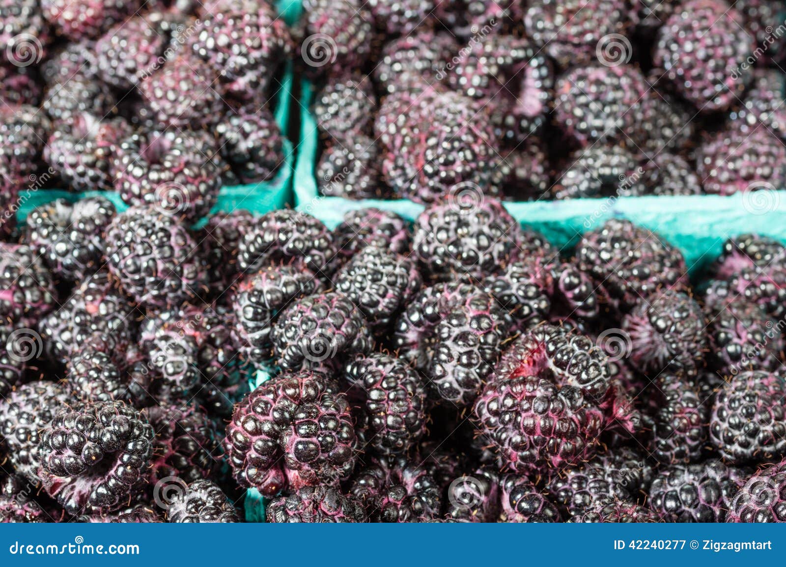Fresh Black Raspberries in Boxes Stock Image - Image of plant ...