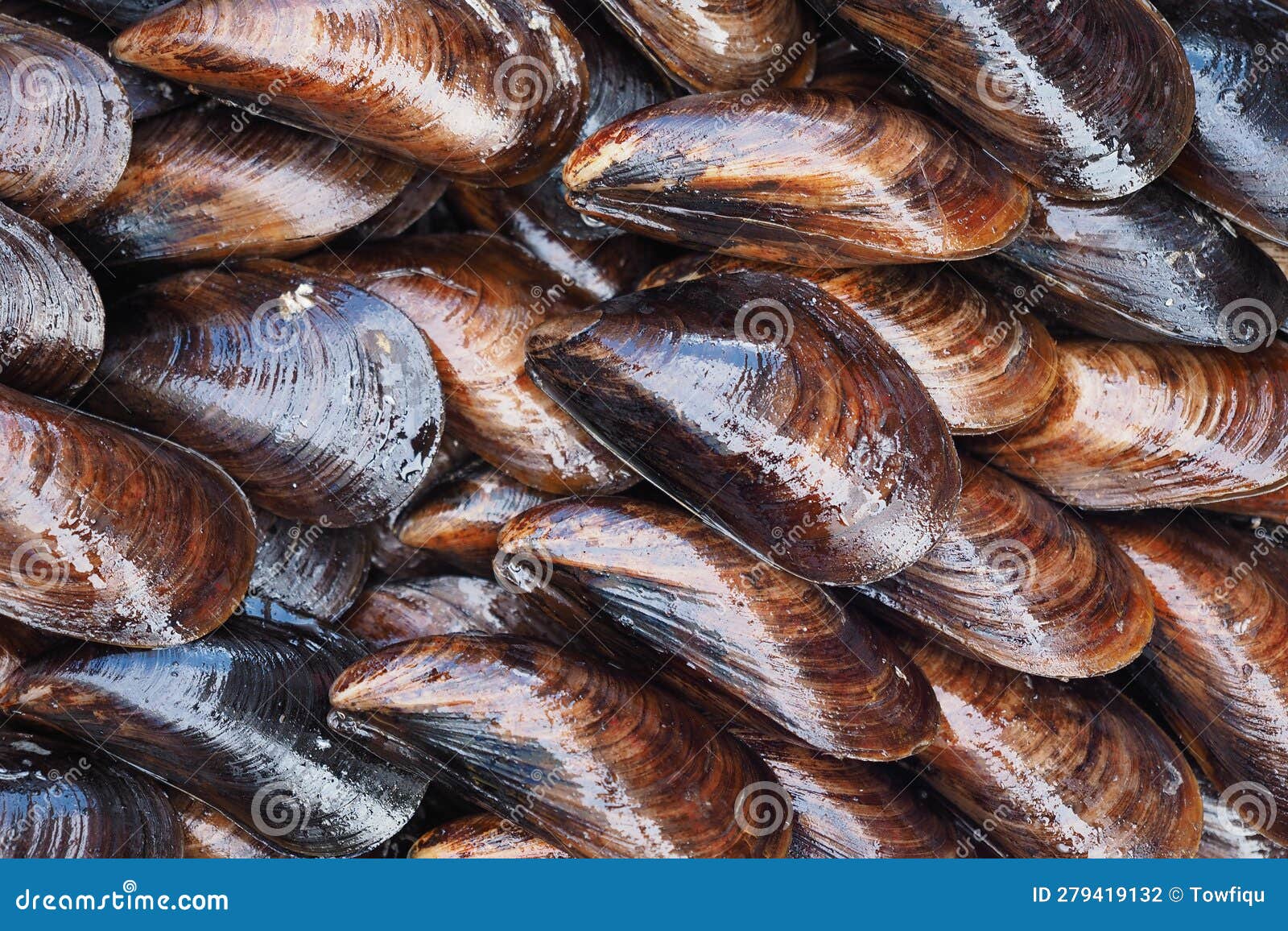 Fresh Black Shell Recipe with Lemon Turkish Food Stock Photo - Image of ...