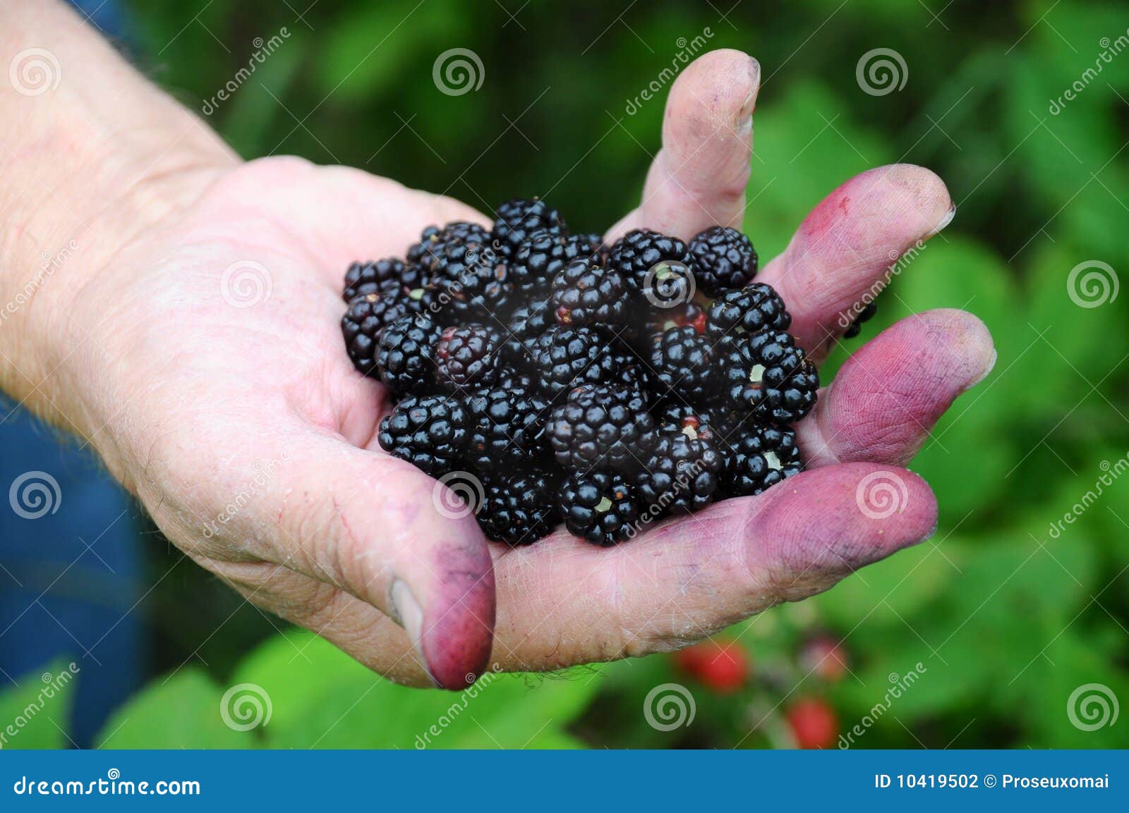 Fresh Blackberries stock photo. Image of leaf, fruit - 10419502