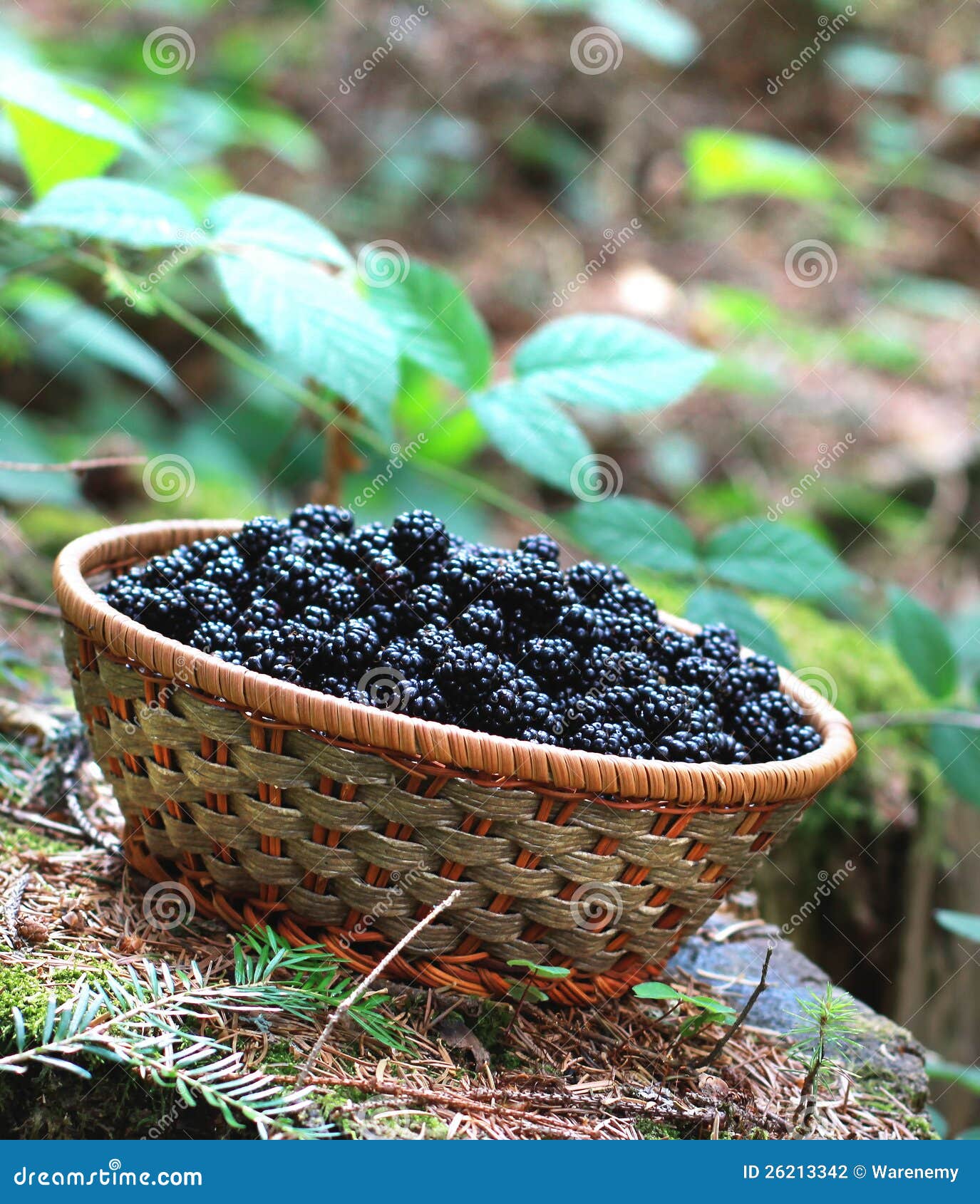 Fresh blackberries stock photo. Image of blue, diet, leaf - 26213342