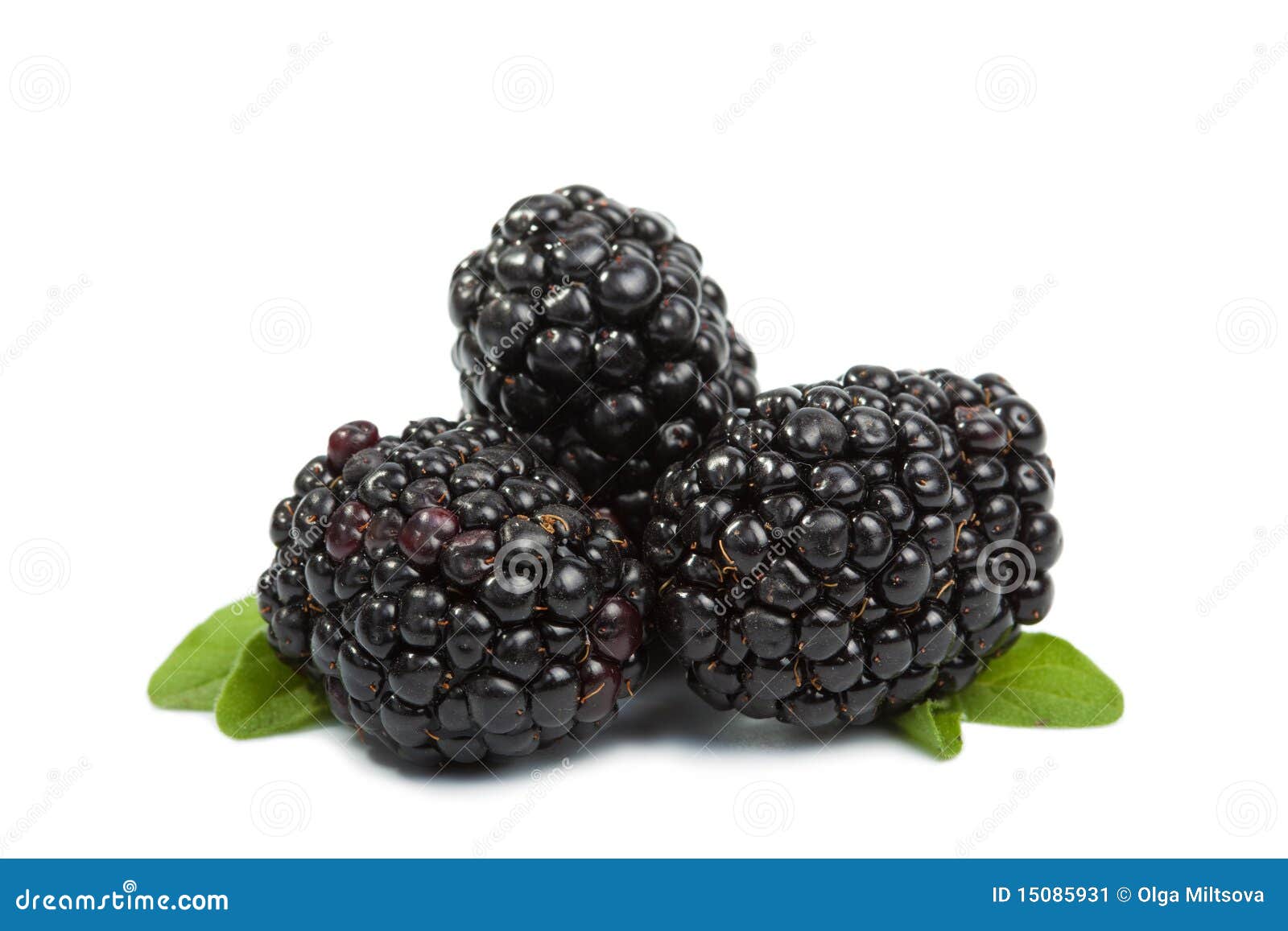 Fresh Blackberries Isolated Stock Image - Image of dessert, seasonal ...