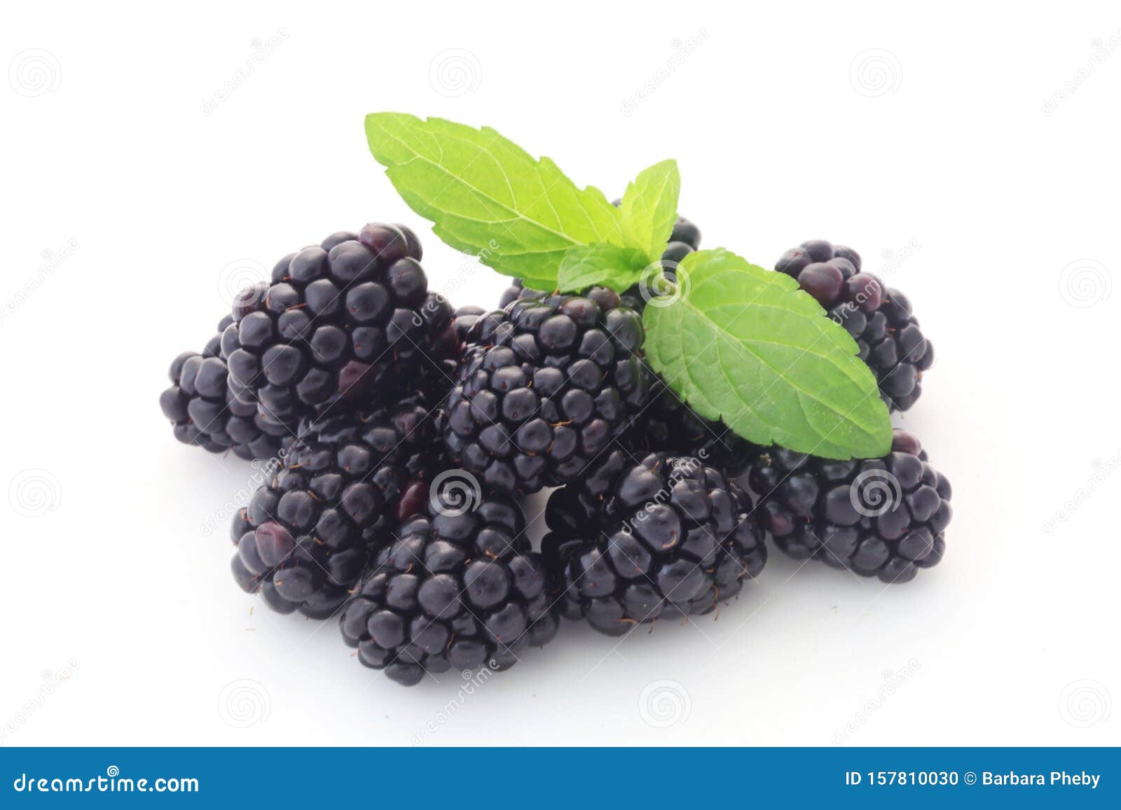 Blackberries stock photo. Image of mint, fruits, food - 157810030
