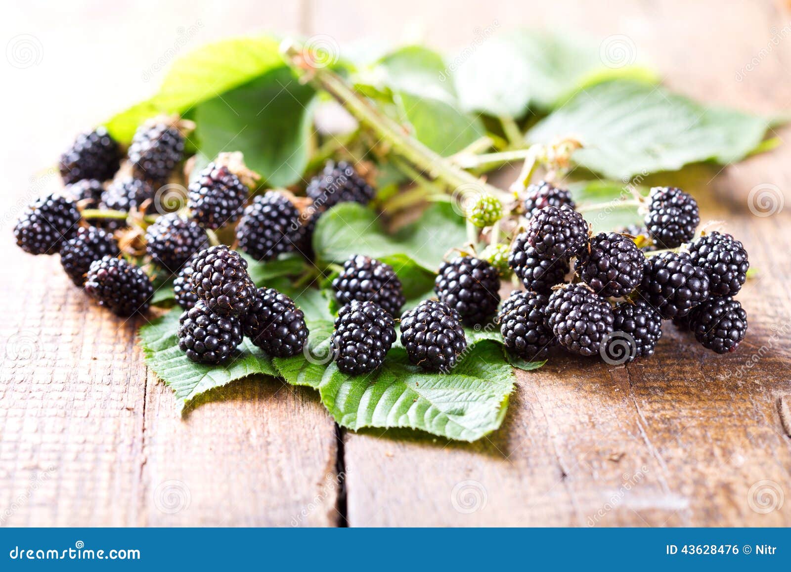 Fresh blackberries stock photo. Image of life, sweet - 43628476