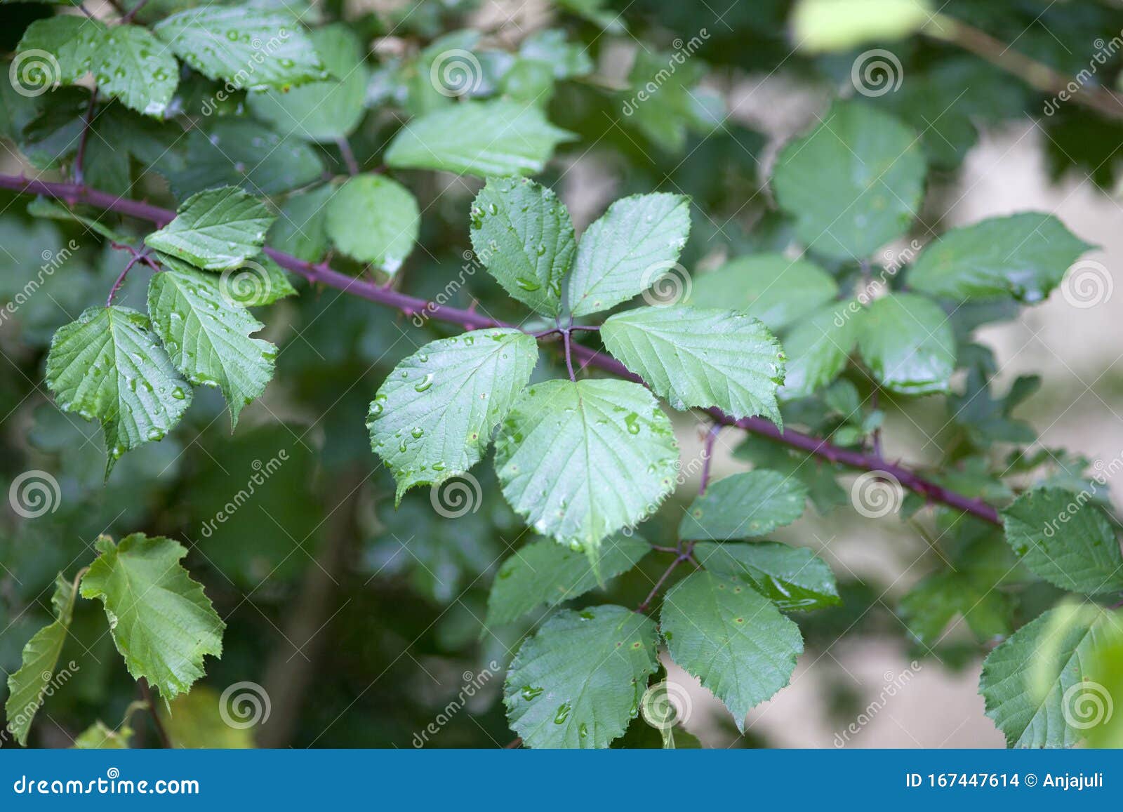 Fresh Blackberry Leaves with Young Buds Stock Photo - Image of leaves ...