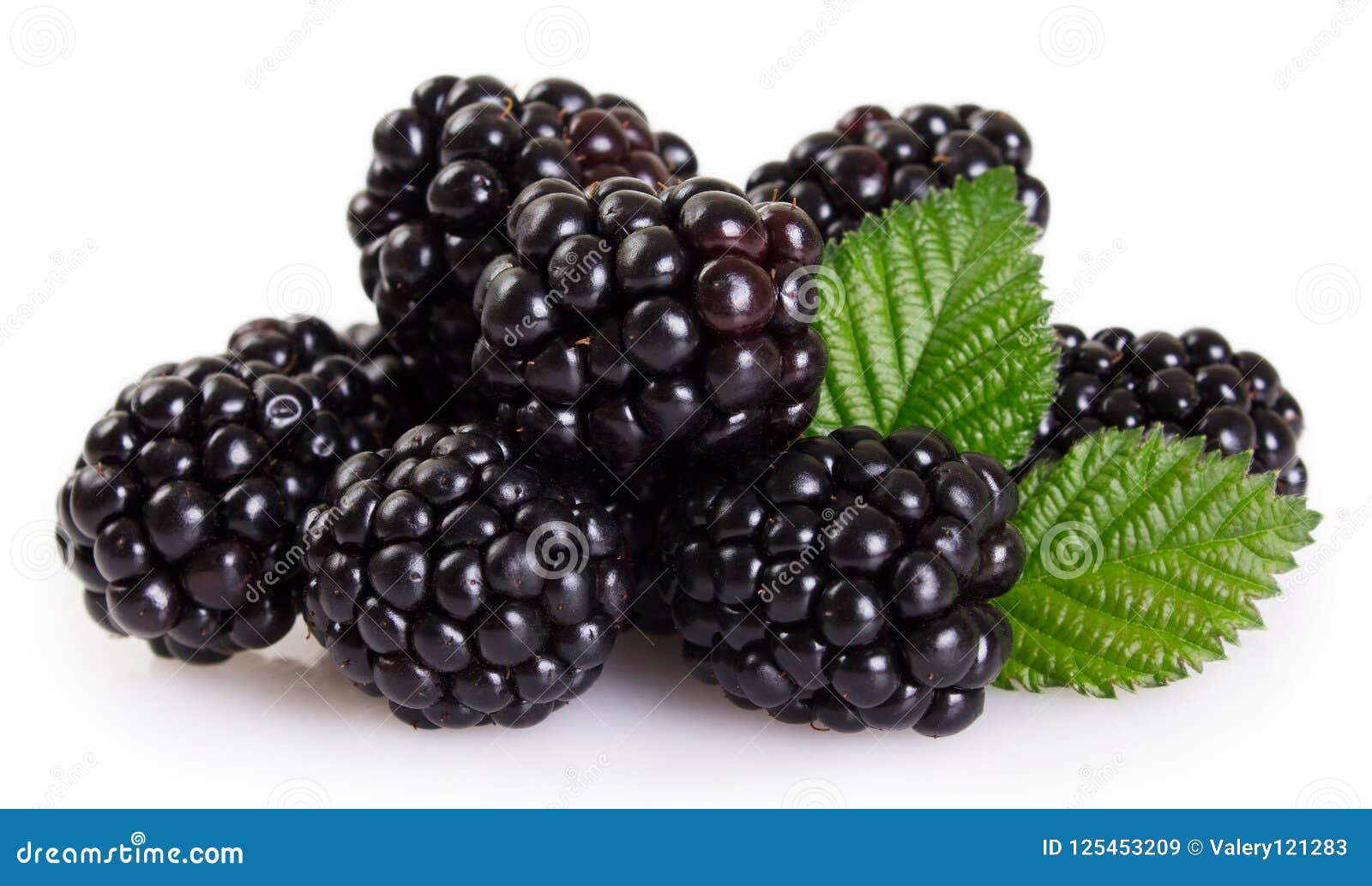 Fresh Blackberry on White Background Stock Image - Image of healthy ... Fresh Blackberry on White Background Stock Image - Image of healthy ...