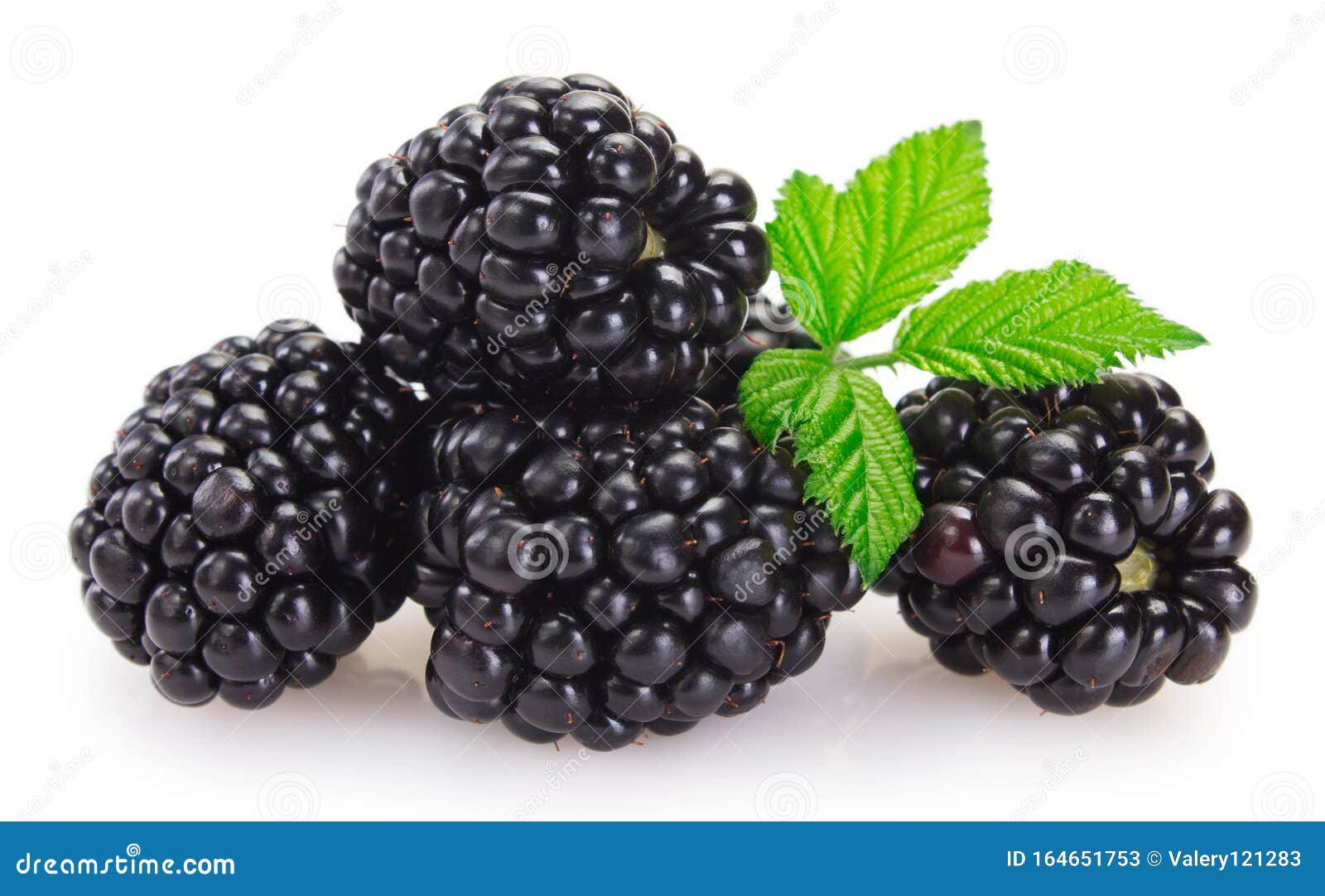 Fresh Blackberry on White Background Stock Image - Image of nutrition ...