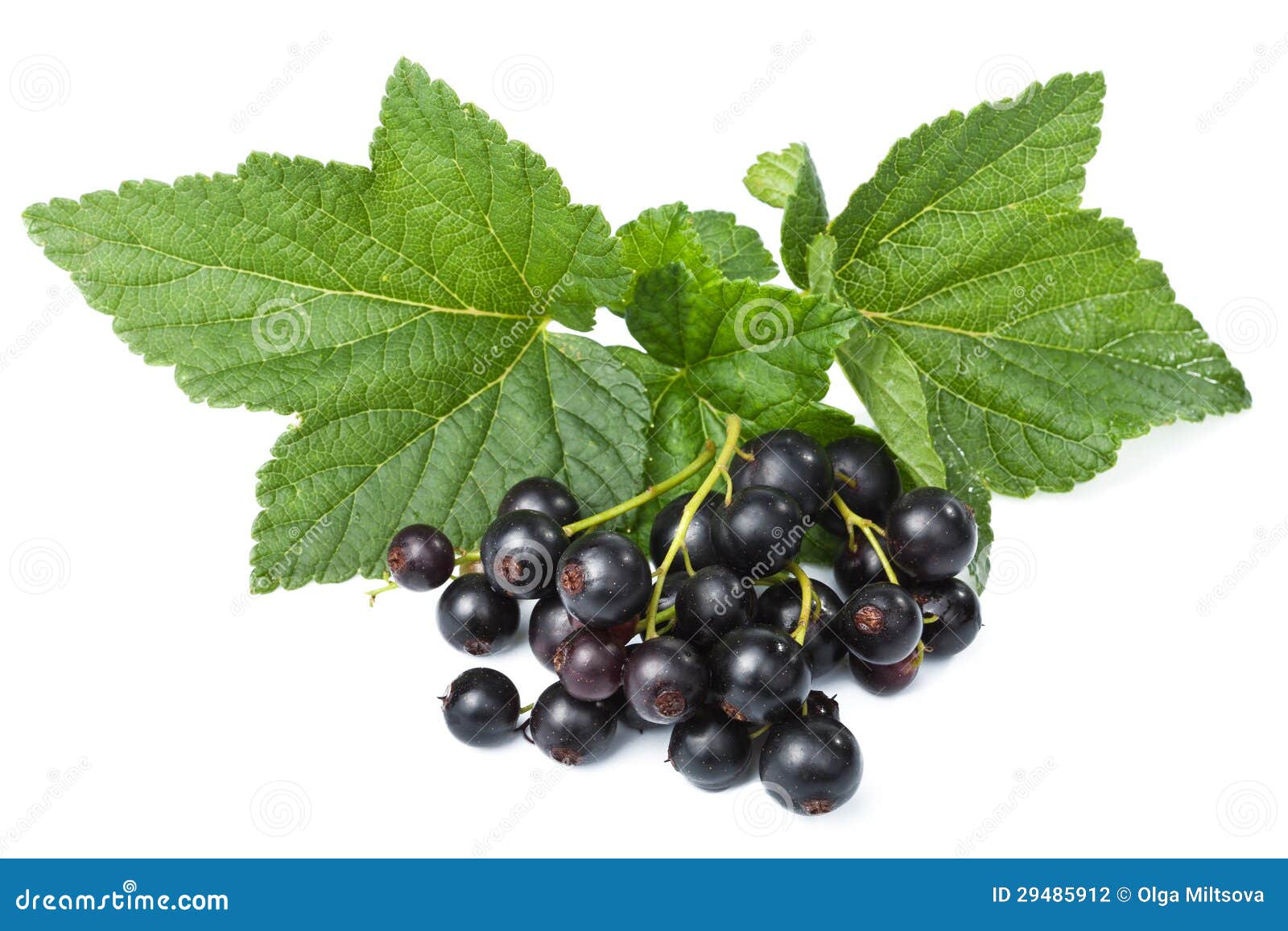 Fresh blackcurrant stock photo. Image of currant, food - 29485912