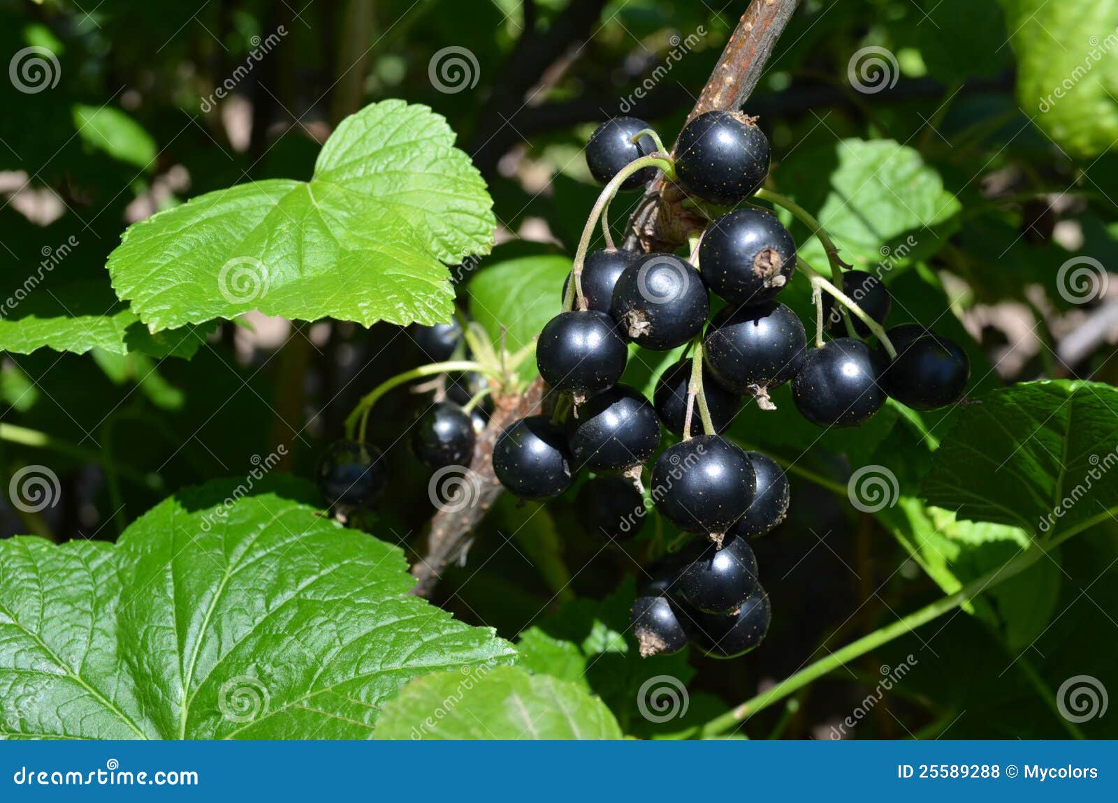 Fresh Blackcurrant in the Summer Garden Stock Photo - Image of leaf ...