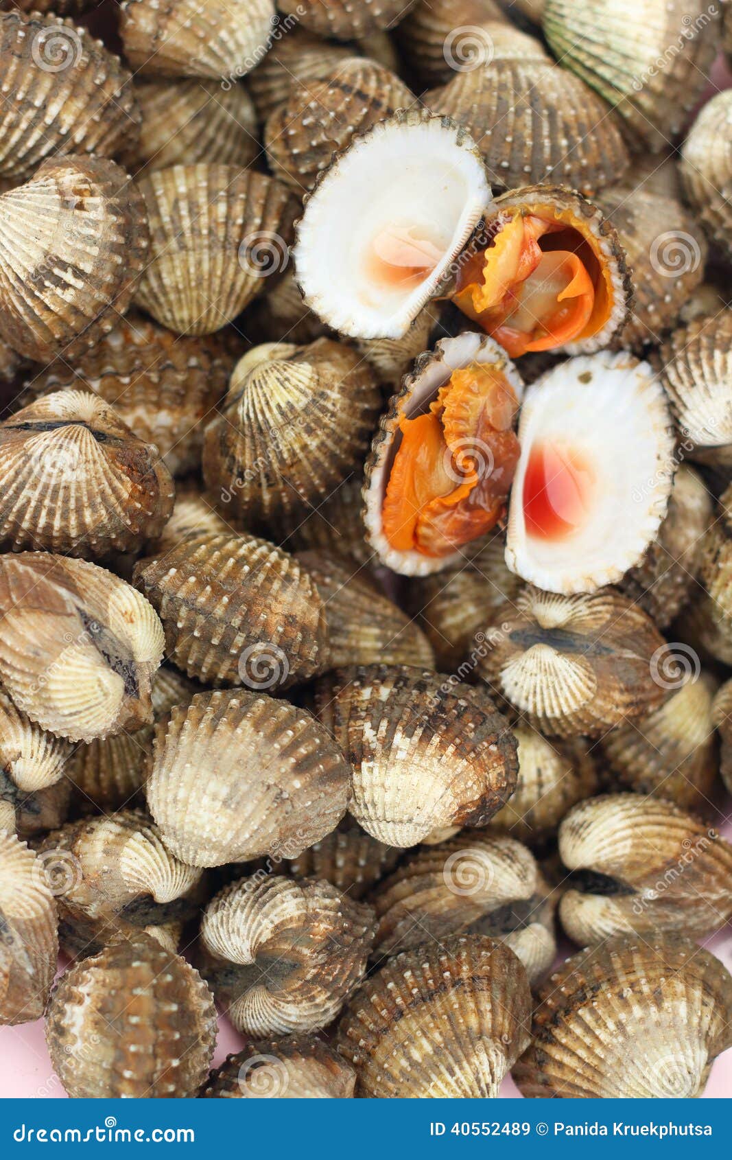 Fresh Blood Cockle Shell at the Market Stock Image - Image of nature ...