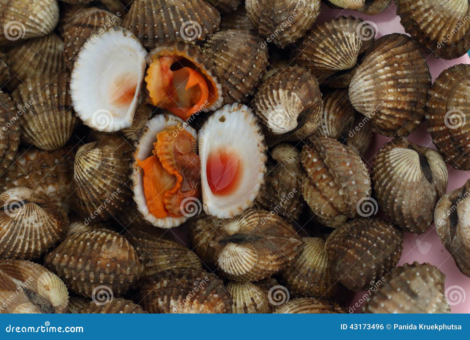 Fresh Blood Cockle Shell at the Market Stock Photo - Image of seashell ...