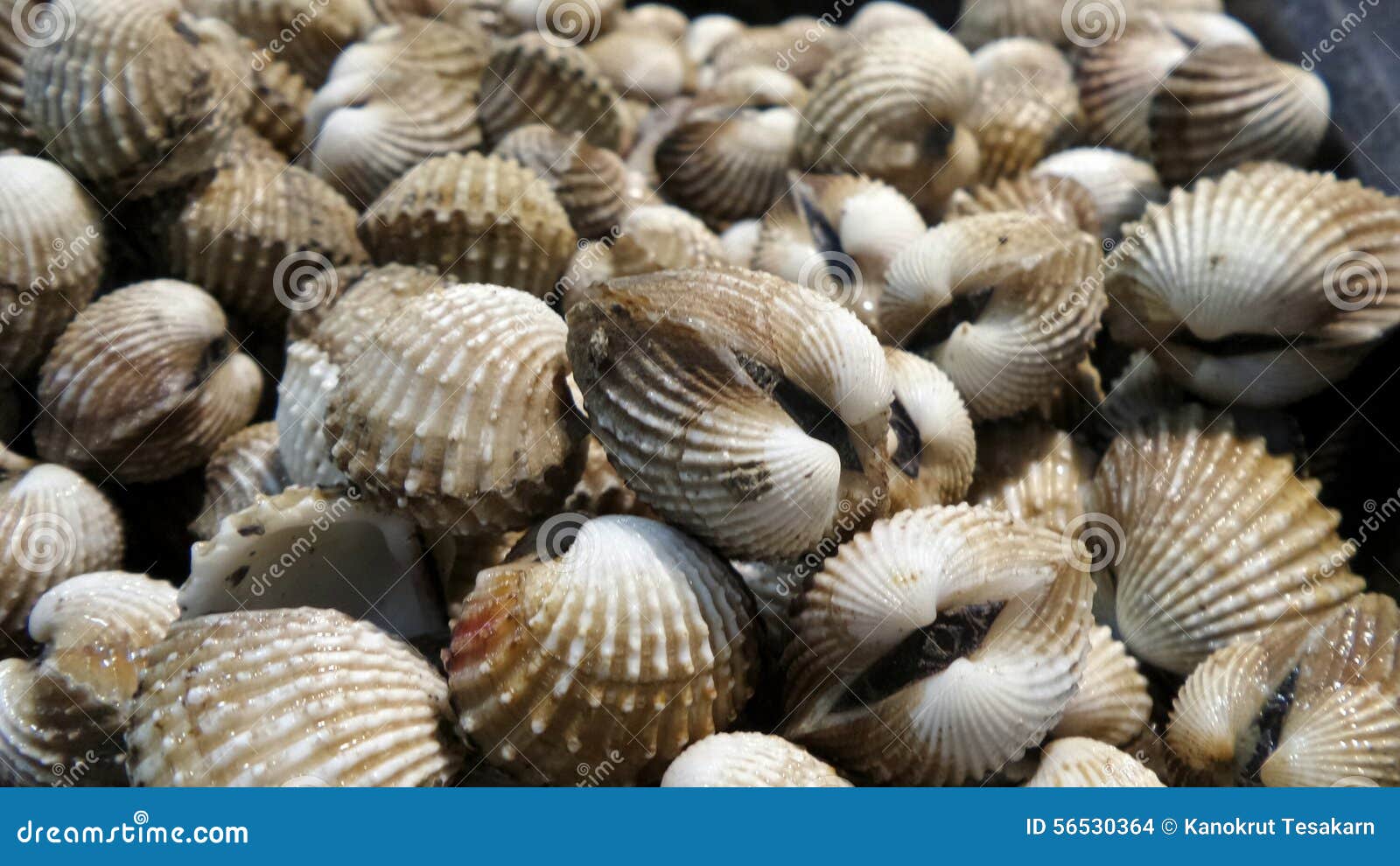 Fresh Blood cockle stock photo. Image of cockle, blood - 56530364