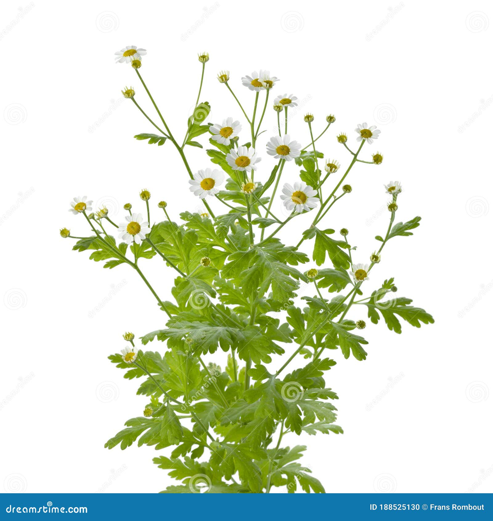 Fresh blooming Feverfew stock photo. Image of fresh - 188525130