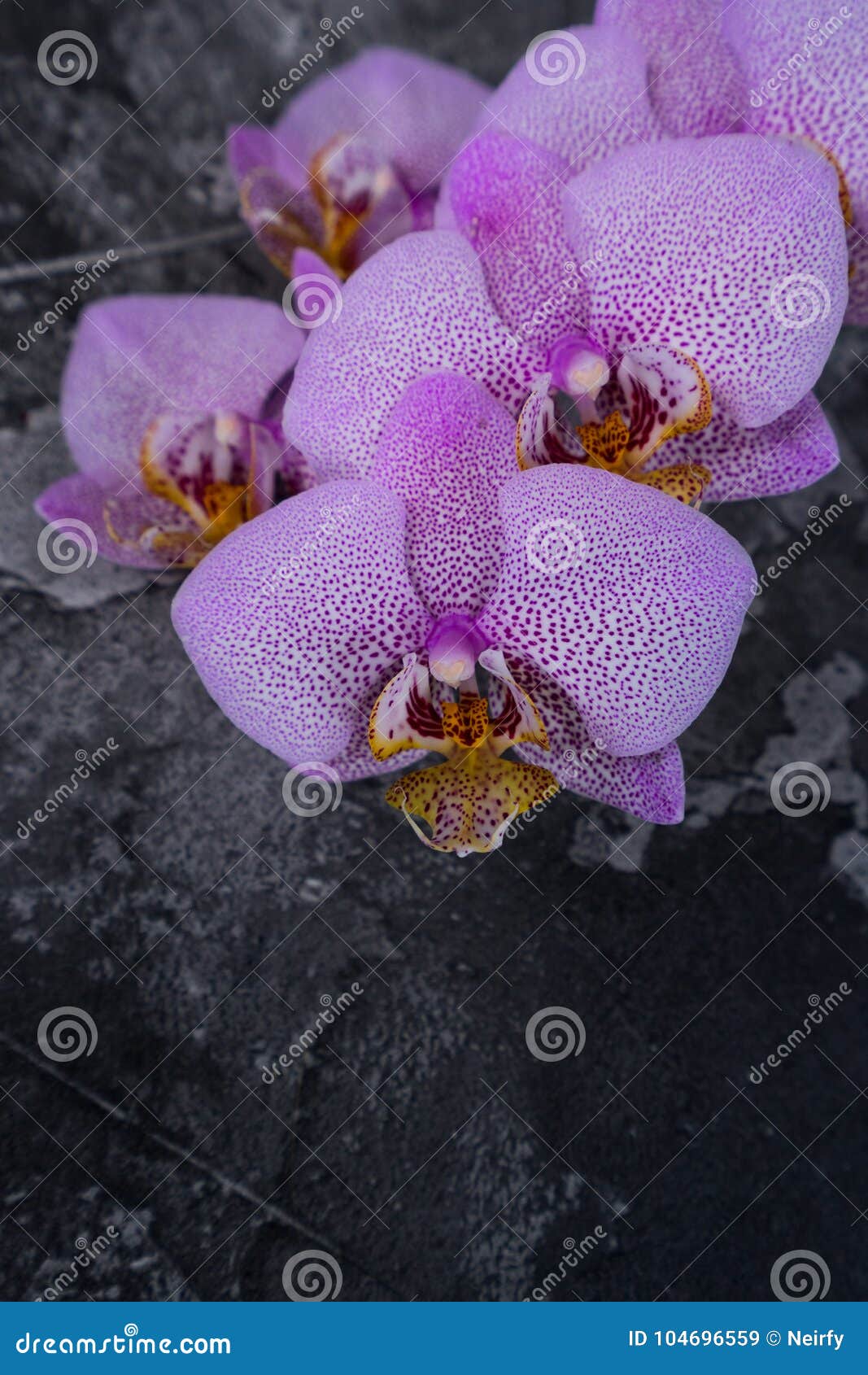 Fresh orchids flowers stock image. Image of orchids - 104696559