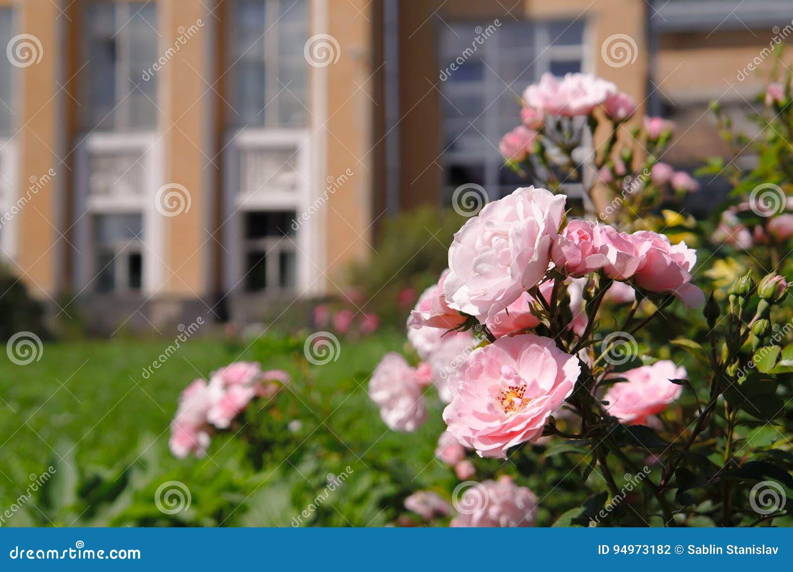 Fresh Blooming Roses before Cutting To the Bouquet. Stock Photo - Image ...