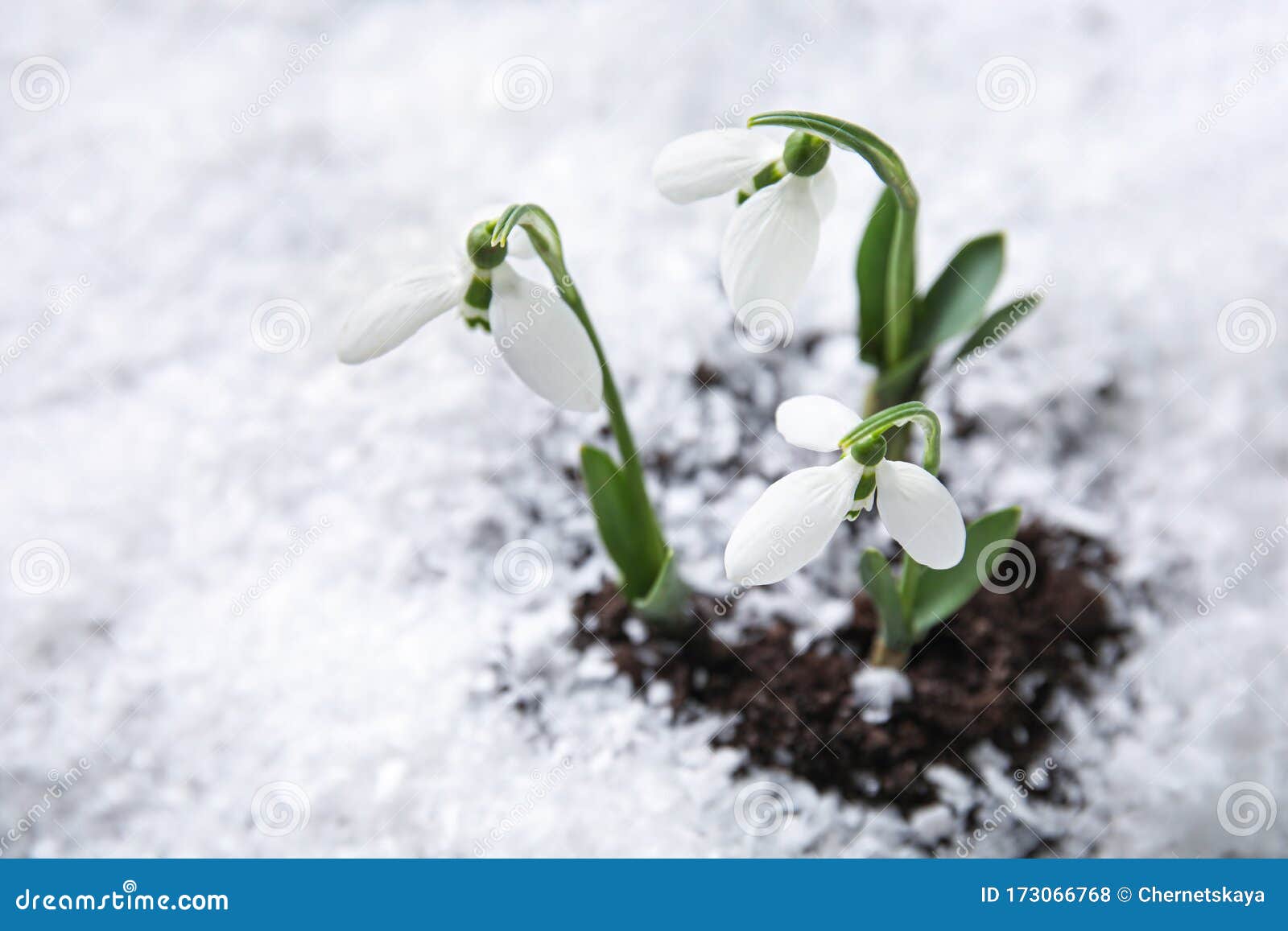 Fresh Blooming Snowdrop Flowers Growing through Snow Stock Photo ...