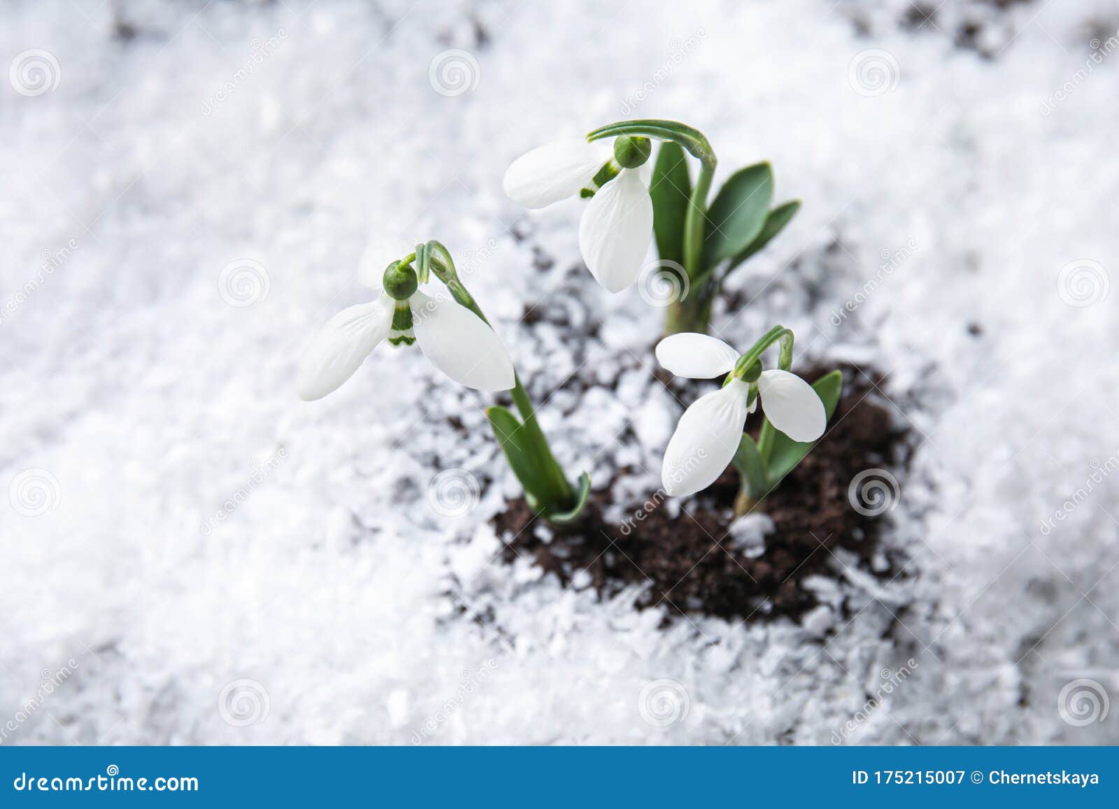 Blooming Snowdrop Flowers Growing through Snow. Springtime Stock Image ...