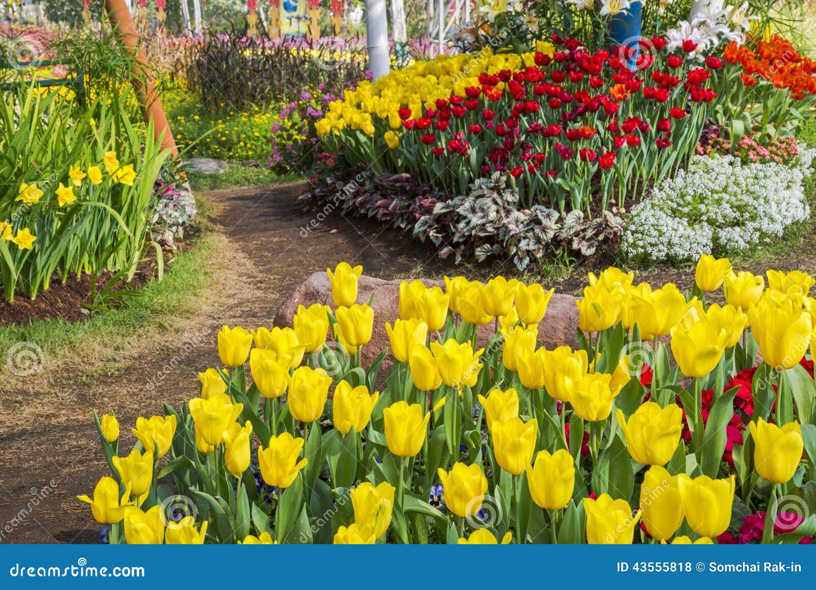 Fresh Blooming Tulips in the Spring Garden Stock Photo - Image of field ...
