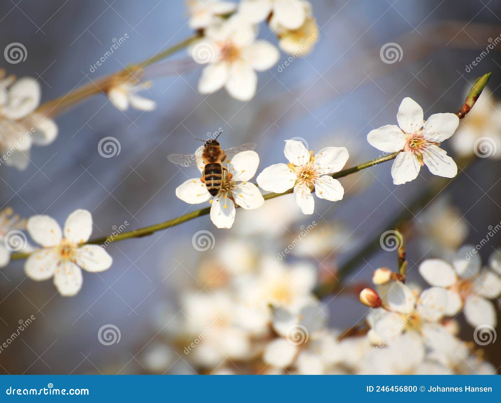 Fresh Blossoms of the Cherry Plum (Prunus Cerasifera) with a Bee Stock ...