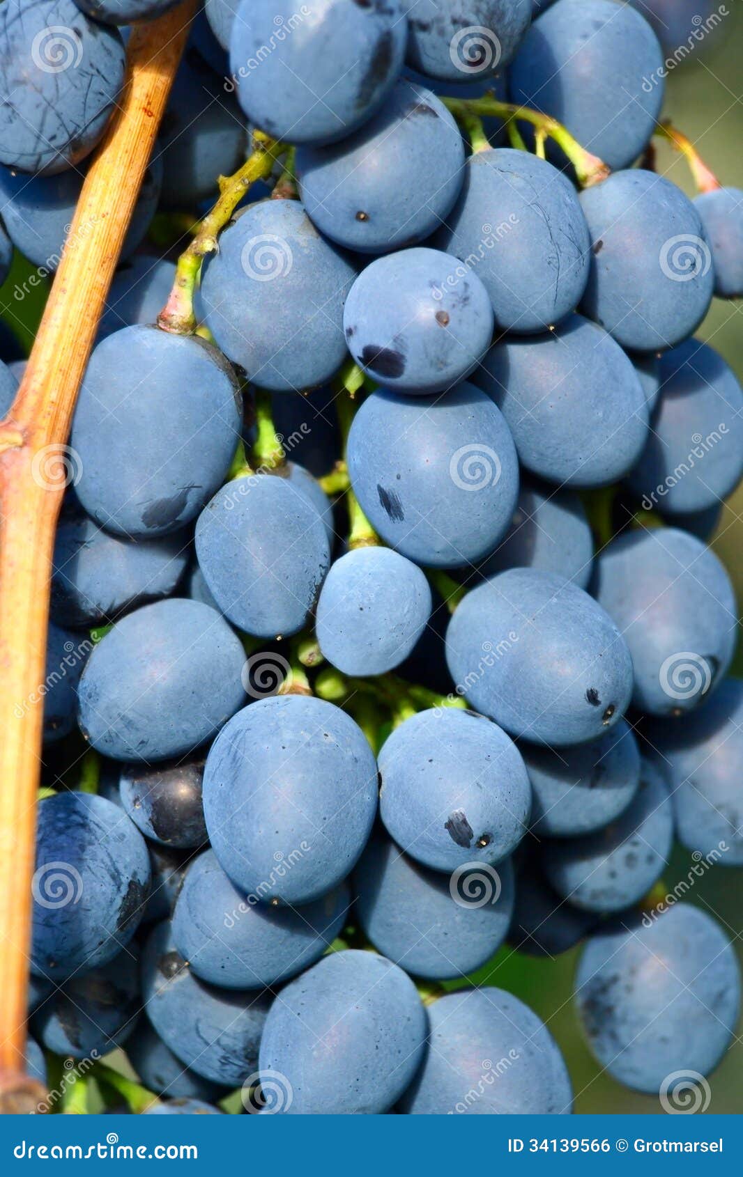 Fresh Blue Appetizing Grape. Stock Photo - Image of closeup, cultivate ...
