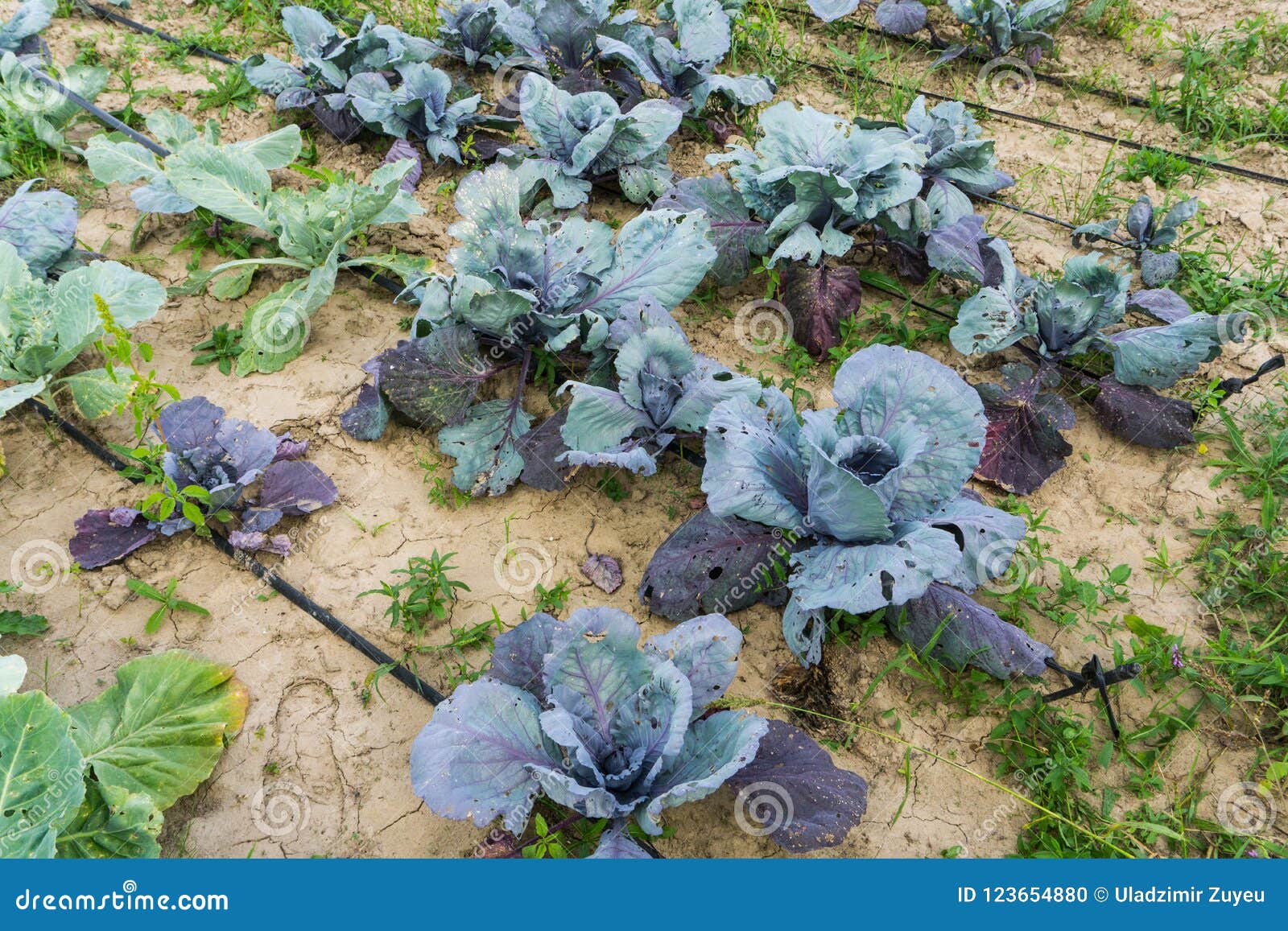 Fresh Blue Cabbage in the Garden. Stock Photo - Image of nero, acid ...
