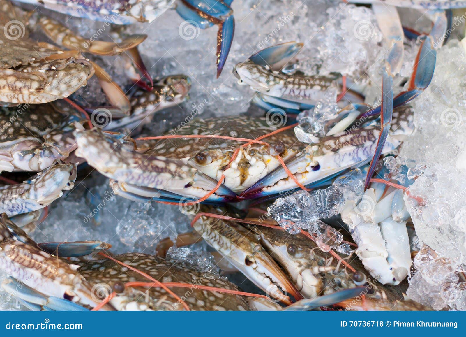 Fresh blue crabs on ice stock photo. Image of animal - 70736718