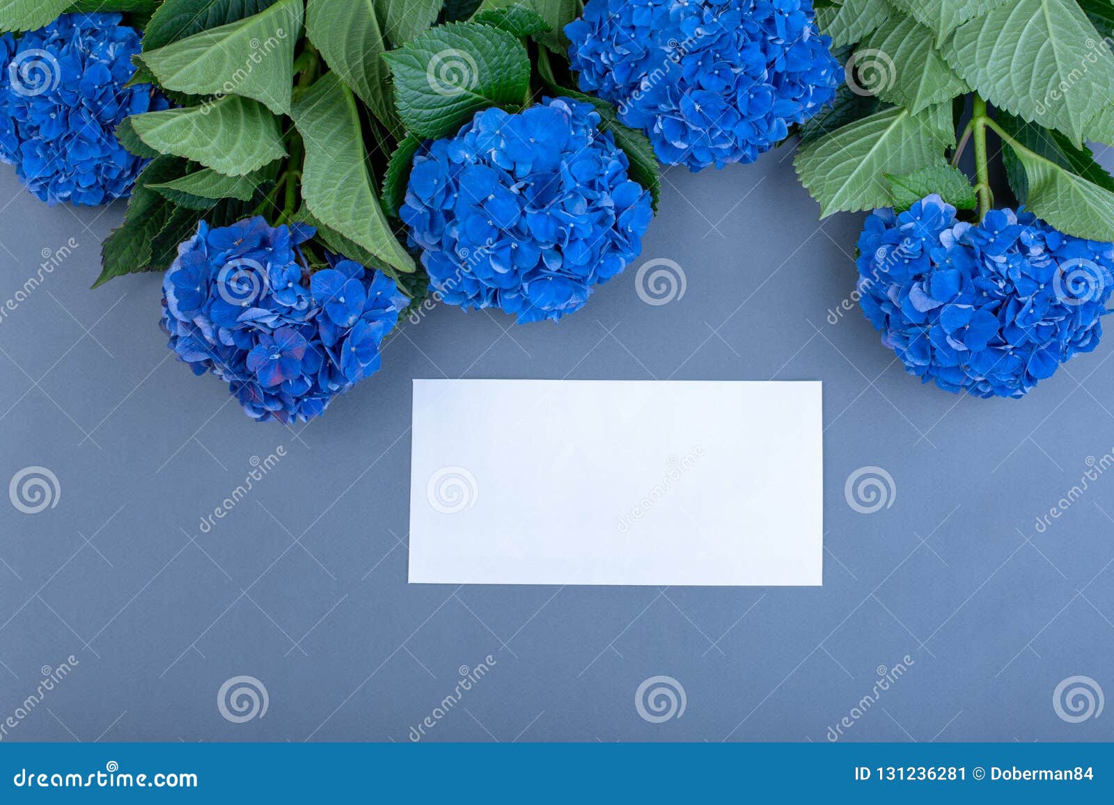 Fresh Blue Hydrangeas on Gray Background. Free Space for Text. Top View ...