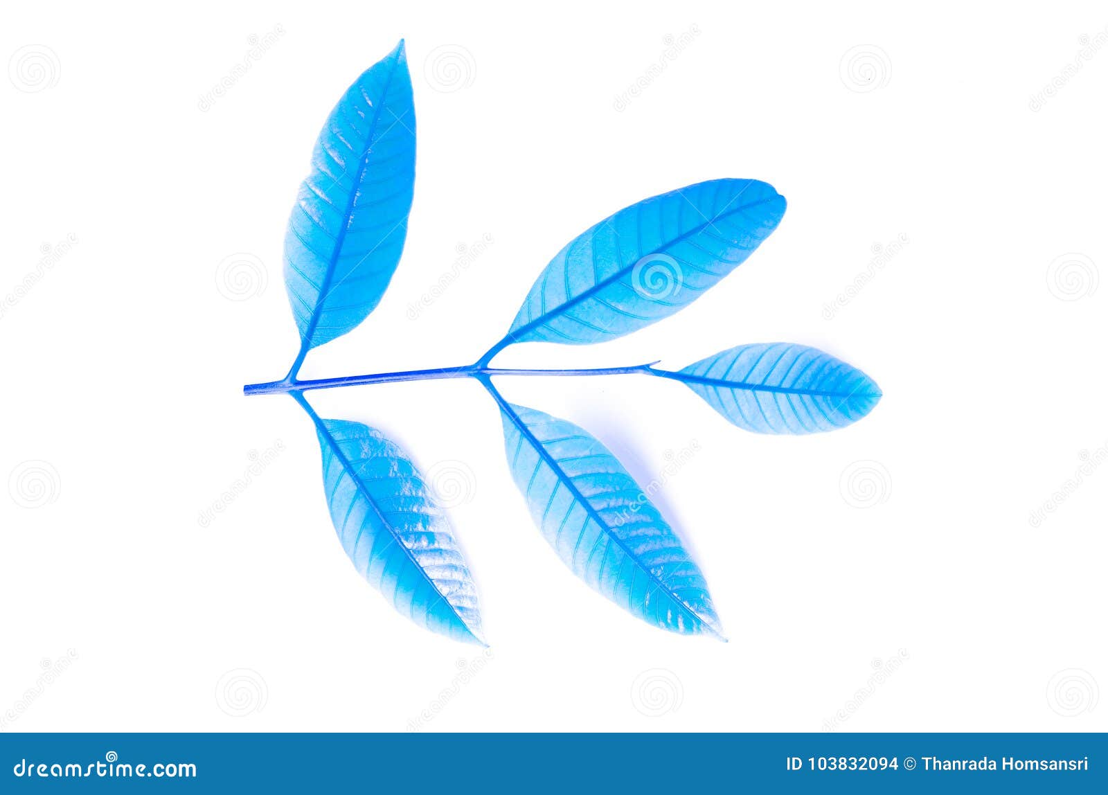 Fresh blue leaves stock photo. Image of fertile, bamboo - 103832094