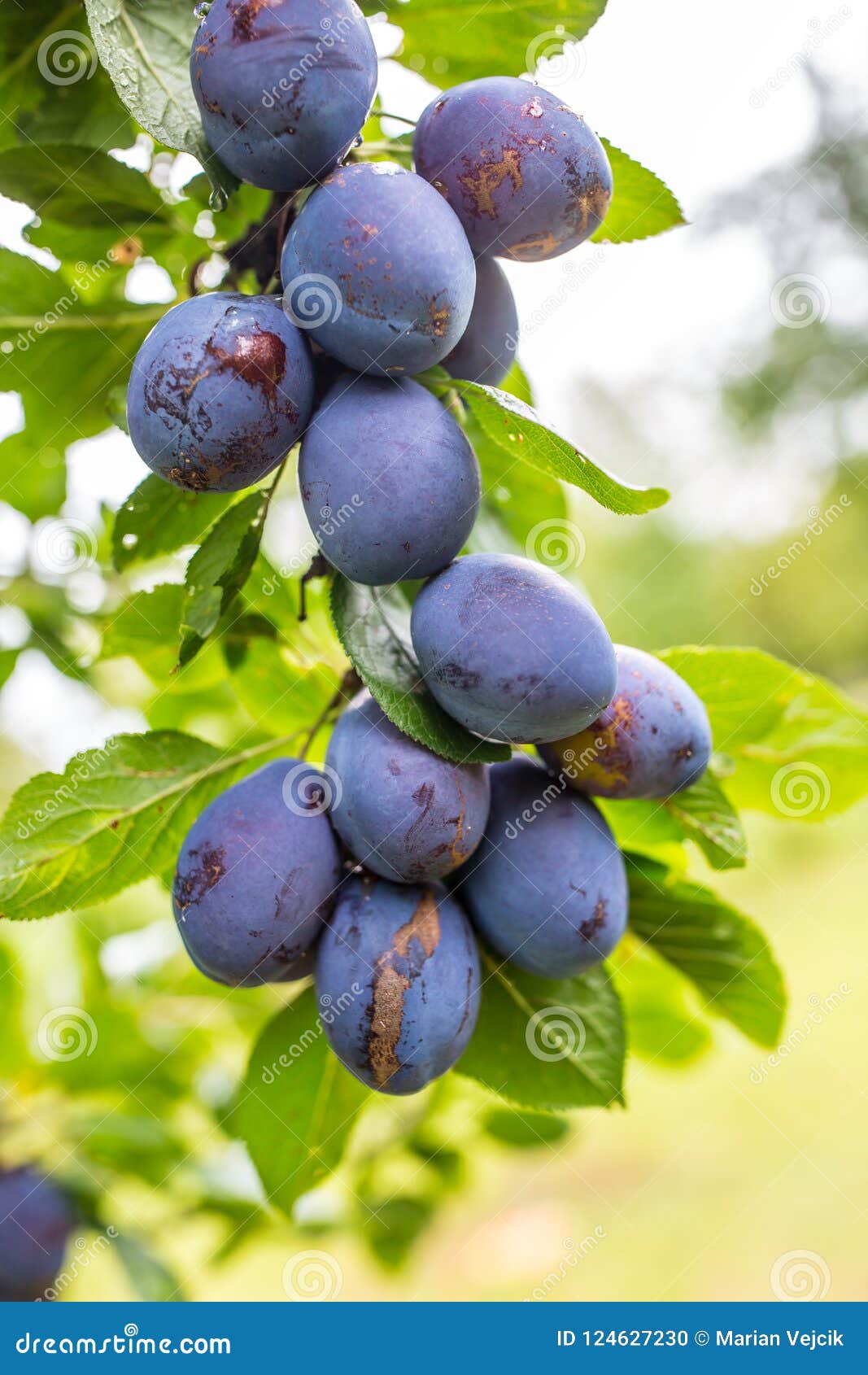 Fresh Blue Plums on a Branch in Garden Stock Photo - Image of objects ...