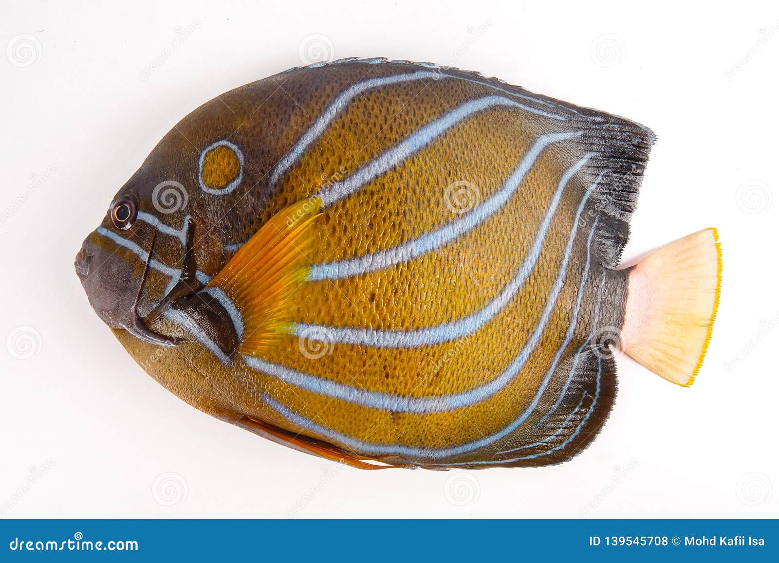 Fresh Blue Pomfret Isolated on White. Stock Photo - Image of alive ...