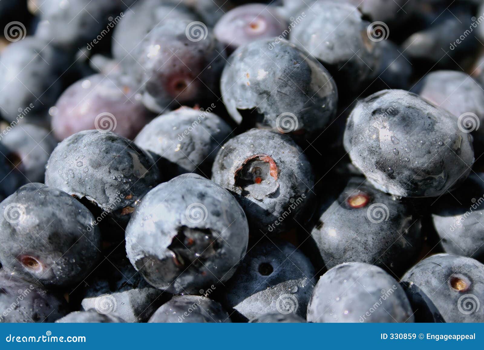 Fresh Blueberries stock image. Image of food, ripe, small - 330859