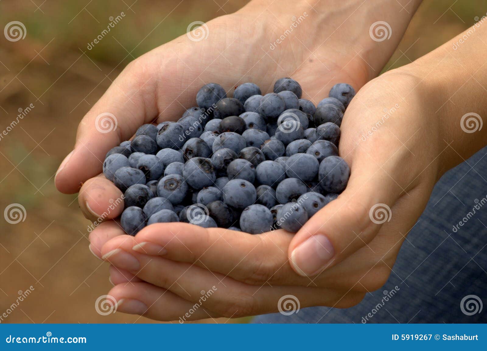Fresh Blueberries stock image. Image of fruit, fresh, girl - 5919267