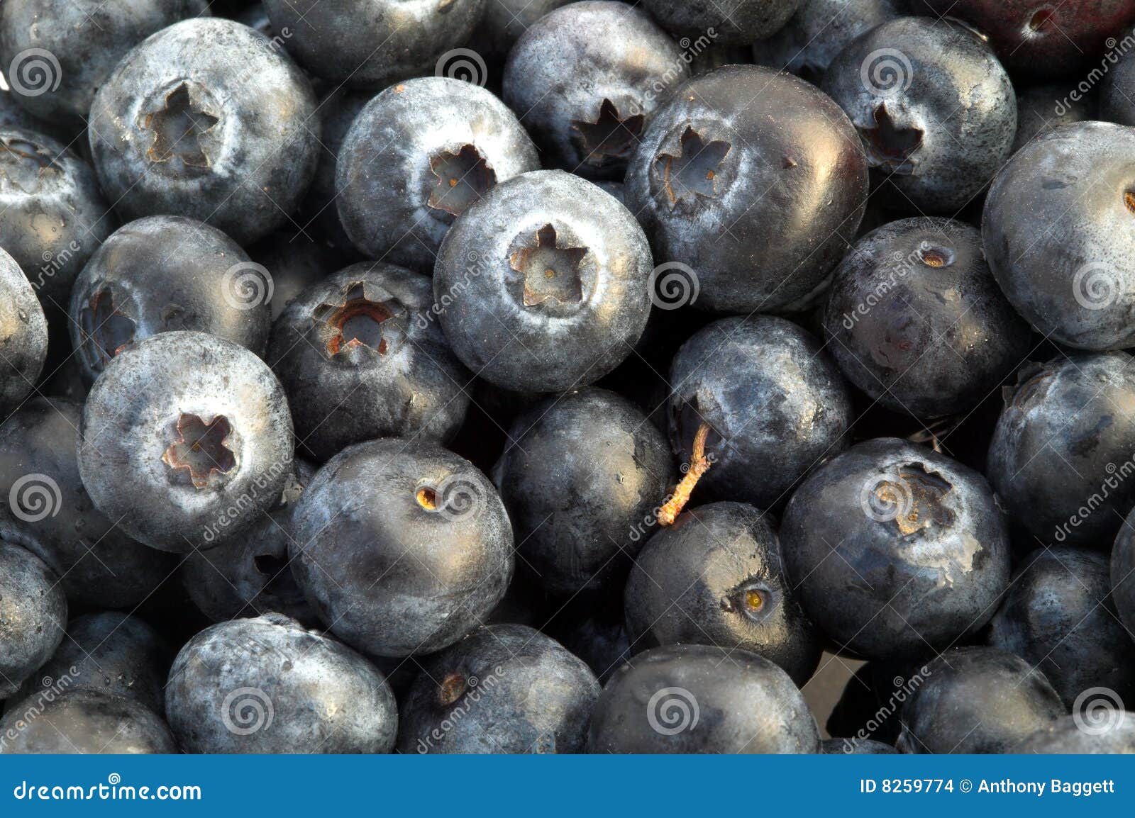 Fresh blueberries stock photo. Image of nutritional, freshness - 8259774