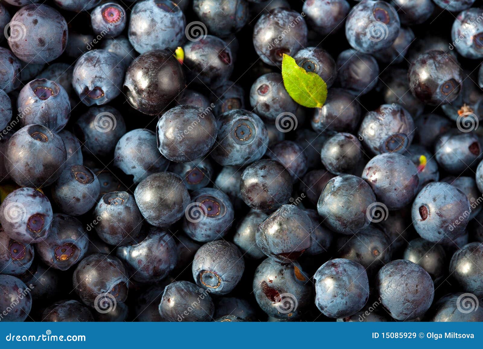 Fresh Blueberries Background Stock Image - Image of effect, bright ...