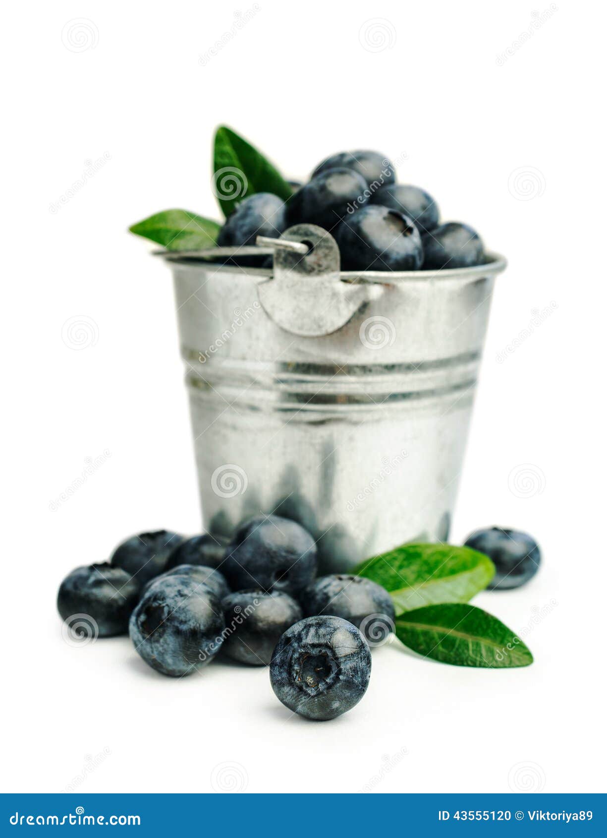 Fresh Blueberries in a Bucket Stock Photo - Image of fresh, black: 43555120