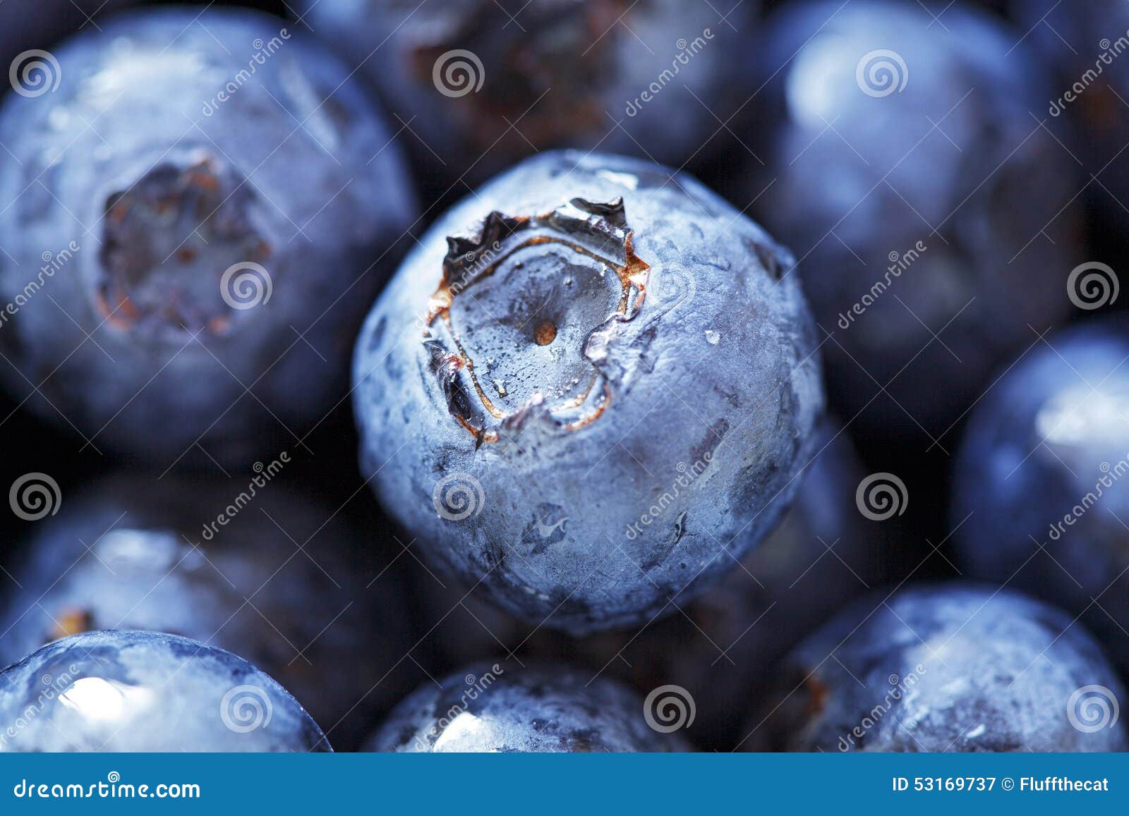 Fresh Blueberries close-up stock image. Image of dessert - 53169737