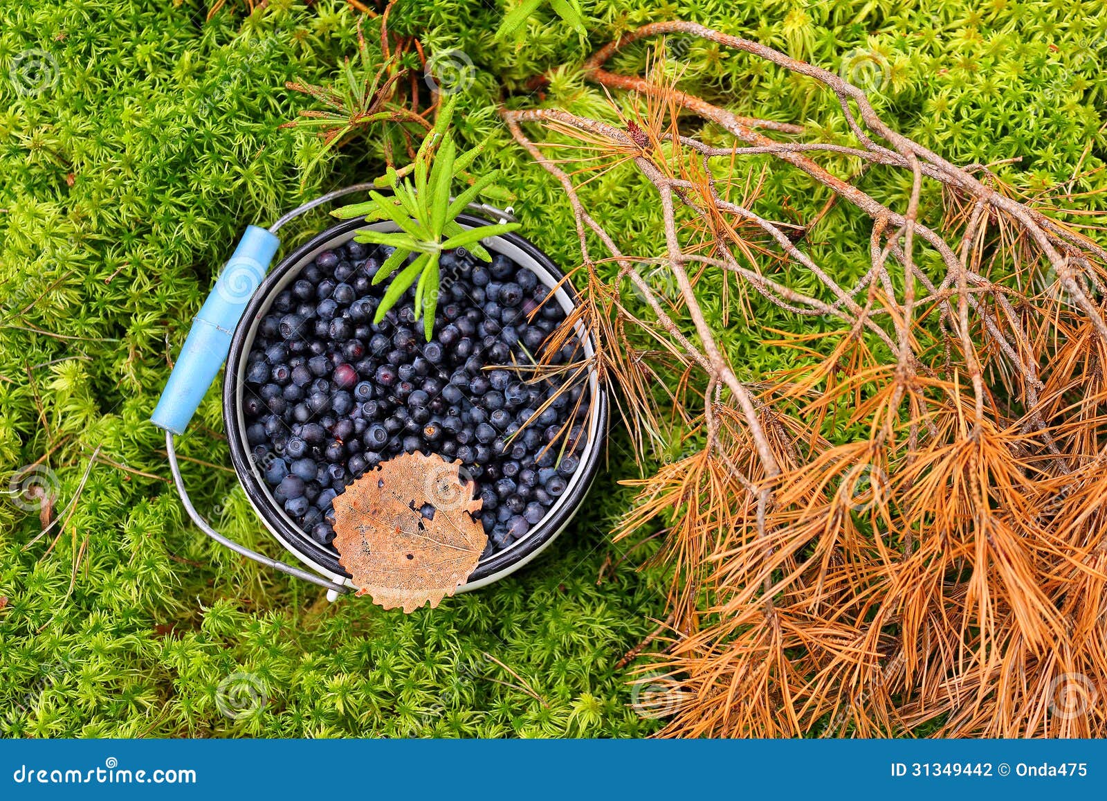Fresh Blueberries in the Forest. Stock Photo - Image of health, color ...