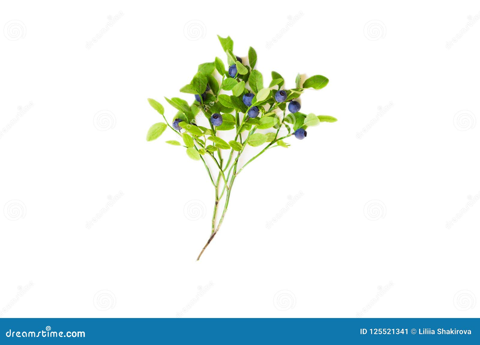 Fresh Blueberries with Stem and Green Leaves on White Background Stock ...