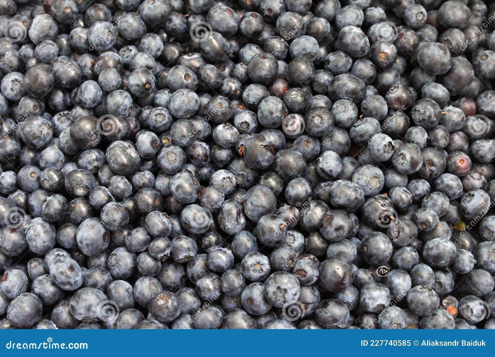 Fresh Blueberries. Texture of Blueberry Berries Close Up Stock Image ...