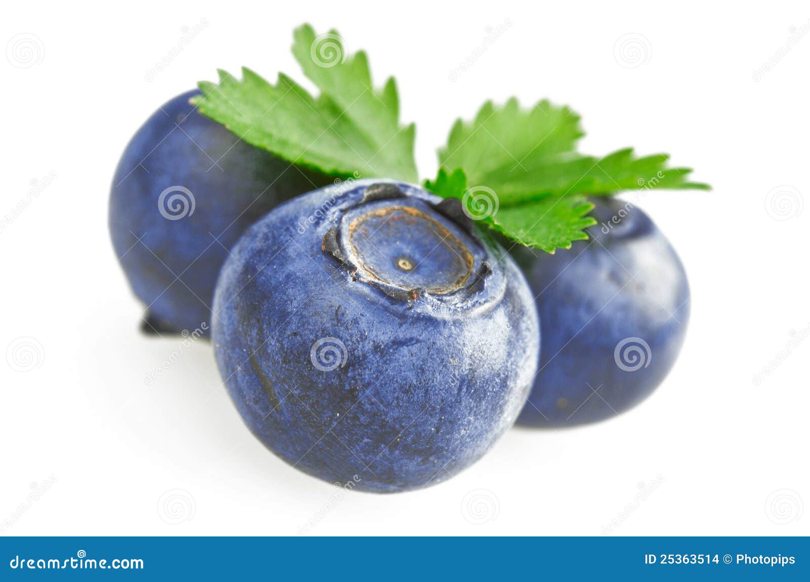 Fresh blueberry stock photo. Image of natural, health - 25363514