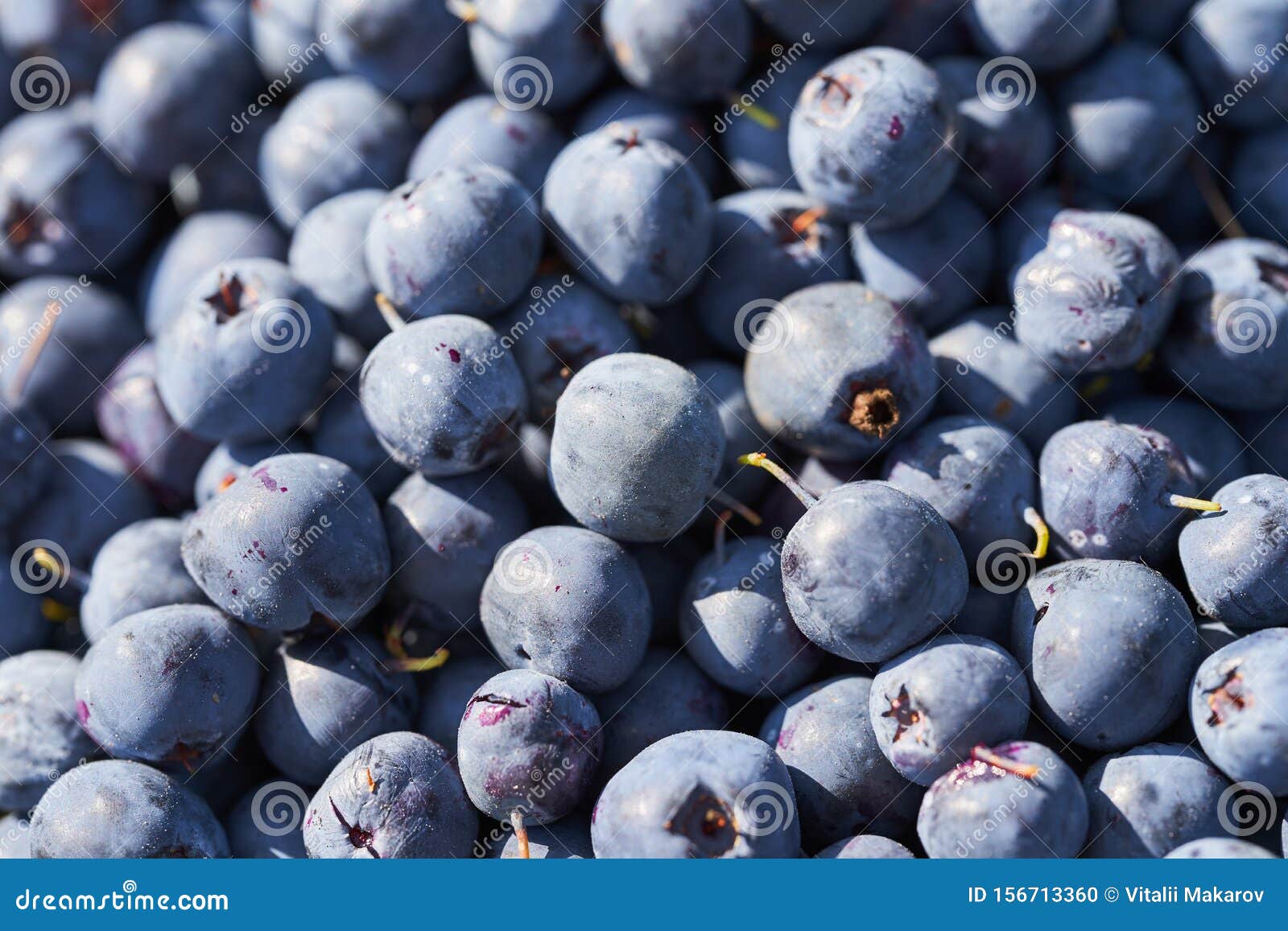 Fresh Blueberry Background. Texture Blueberry Berries Close Up Stock ...