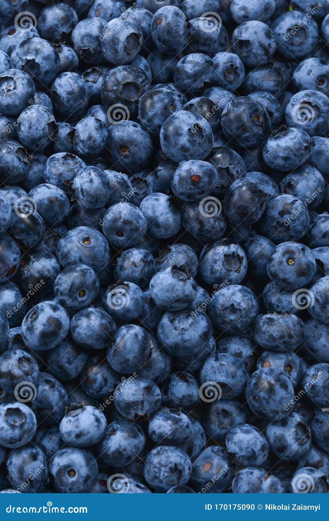 Fresh Blueberry Background. Texture Blueberry Berries Close Up Stock ...