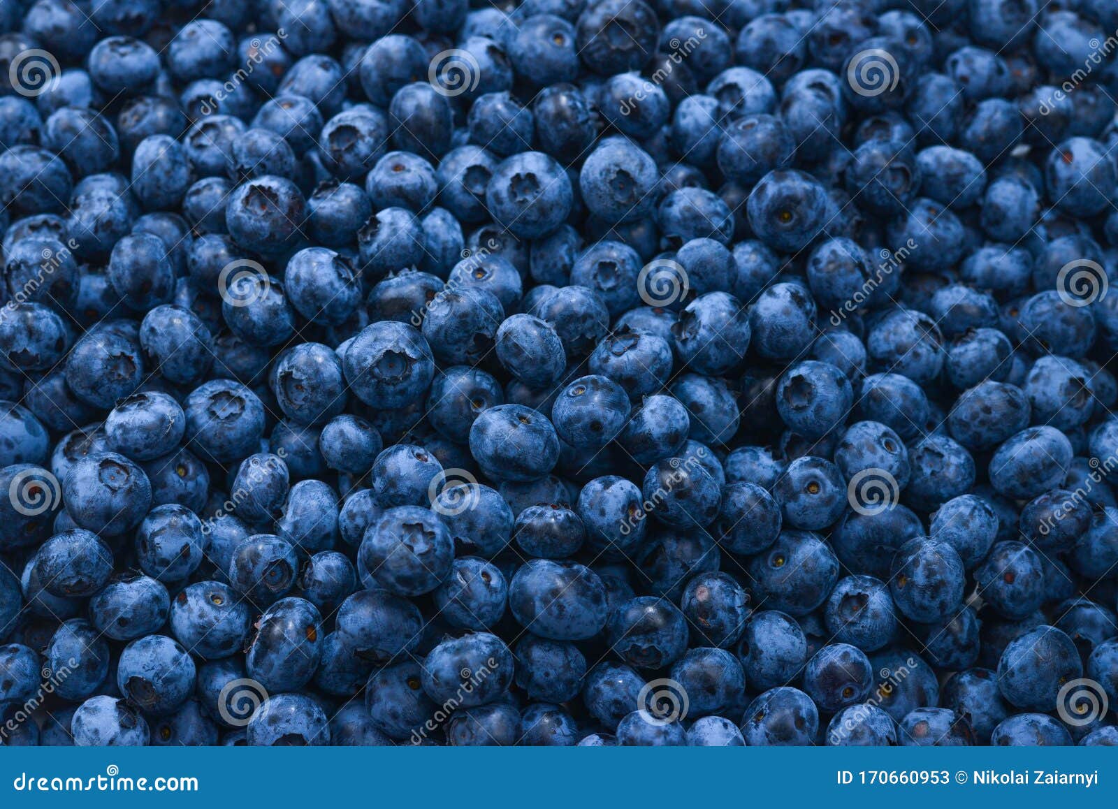 Fresh Blueberry Background. Texture Blueberry Berries Close Up Stock ...