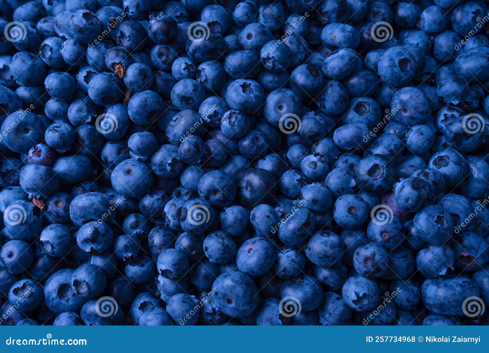 Fresh Blueberry Background. Texture Blueberry Berries Close Up Stock ...