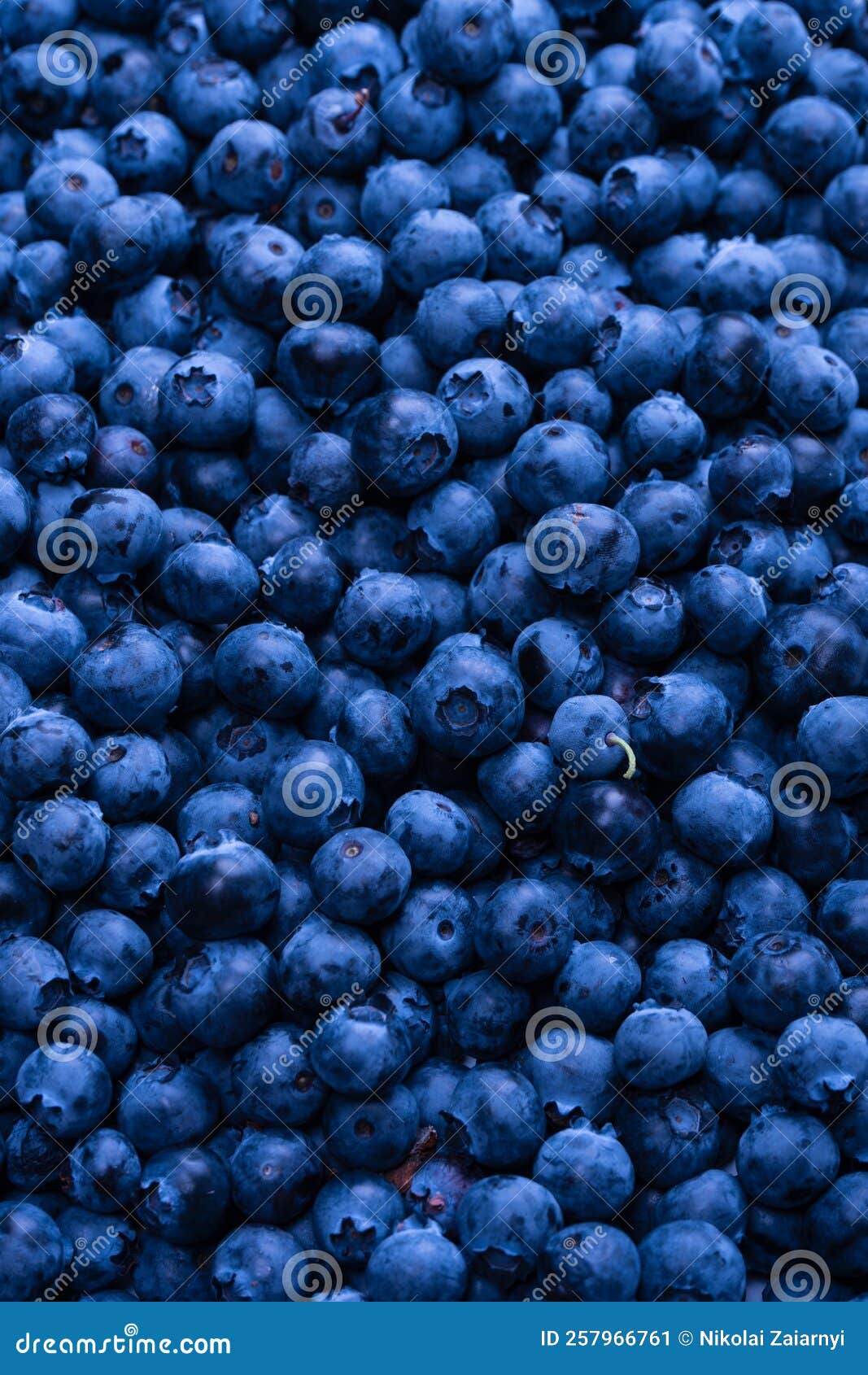Fresh Blueberry Background. Texture Blueberry Berries Close Up Stock ...