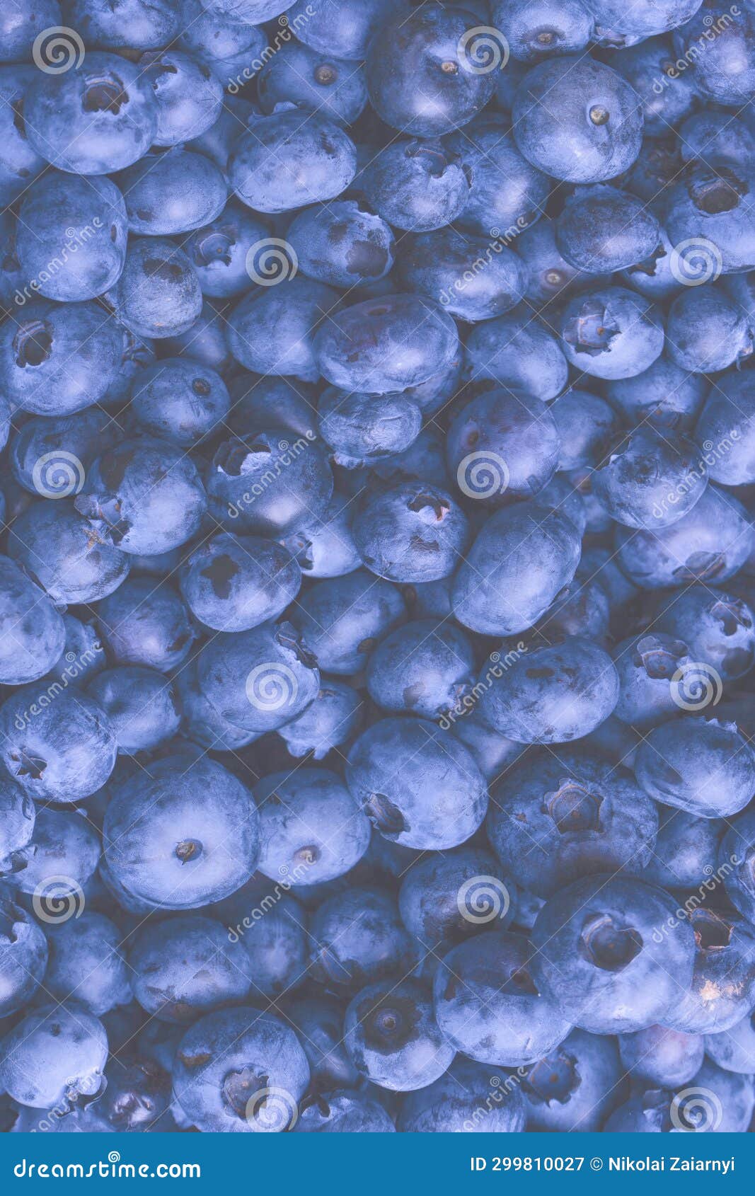 Fresh Blueberry Background. Texture Blueberry Berries Close Up Stock ...