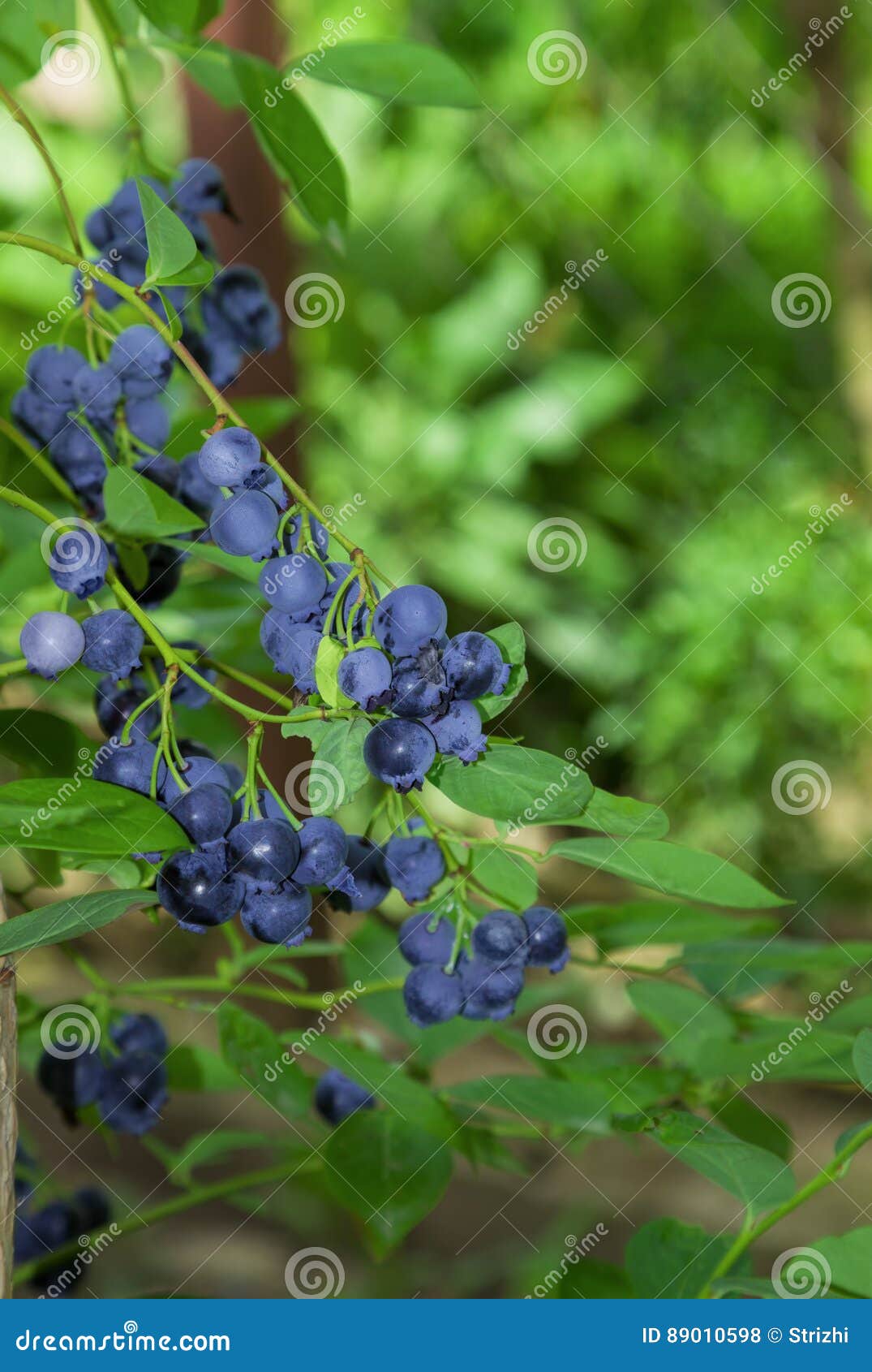Fresh Blueberry on the Tree Stock Photo - Image of outdoors, colors ...