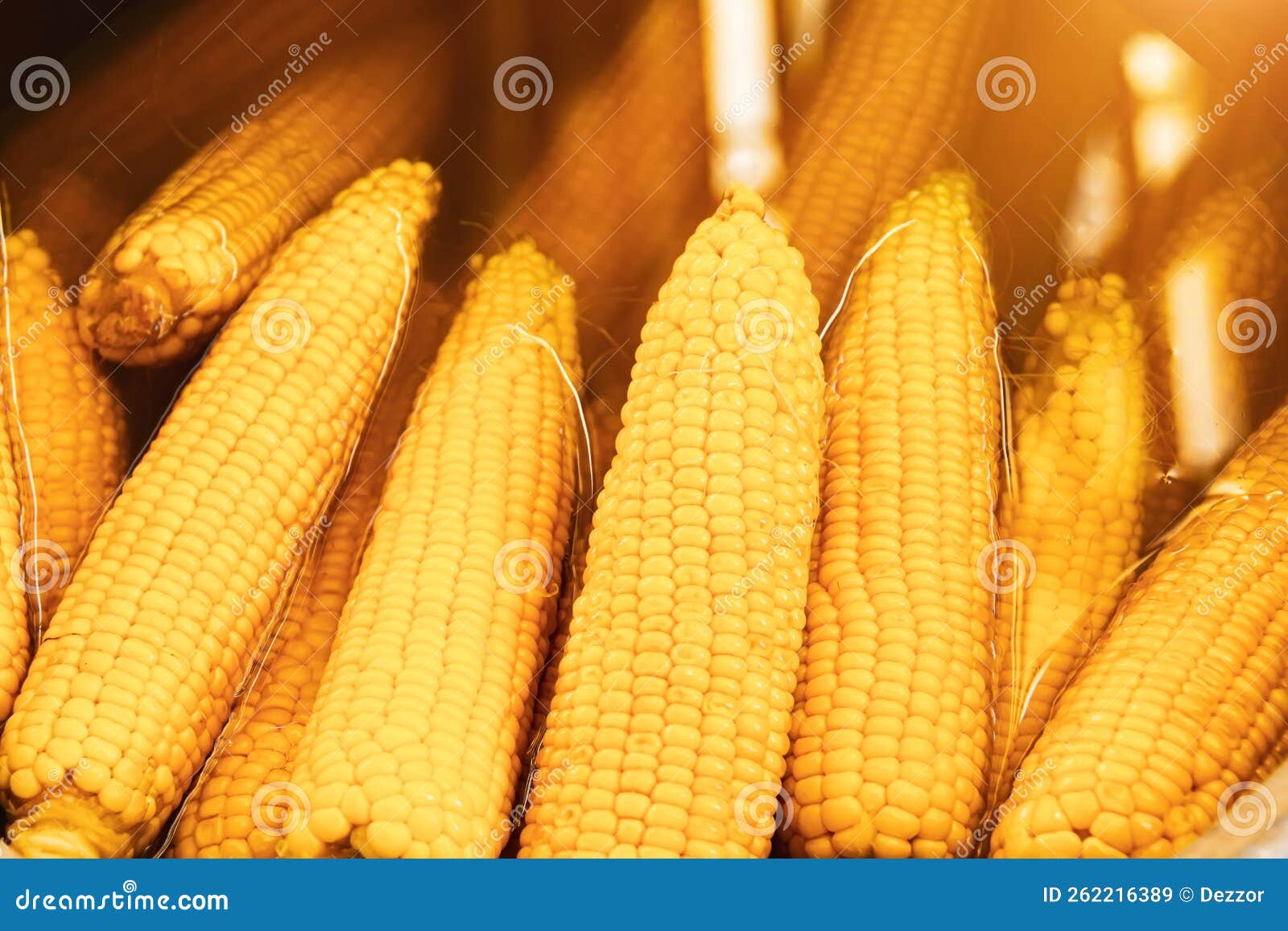 Fresh Boiled Corn Harvested in the Fields Stock Image - Image of ...