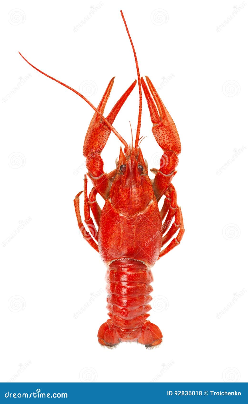Fresh Boiled Red Crayfish Isolated on White Background. Top View Stock ...