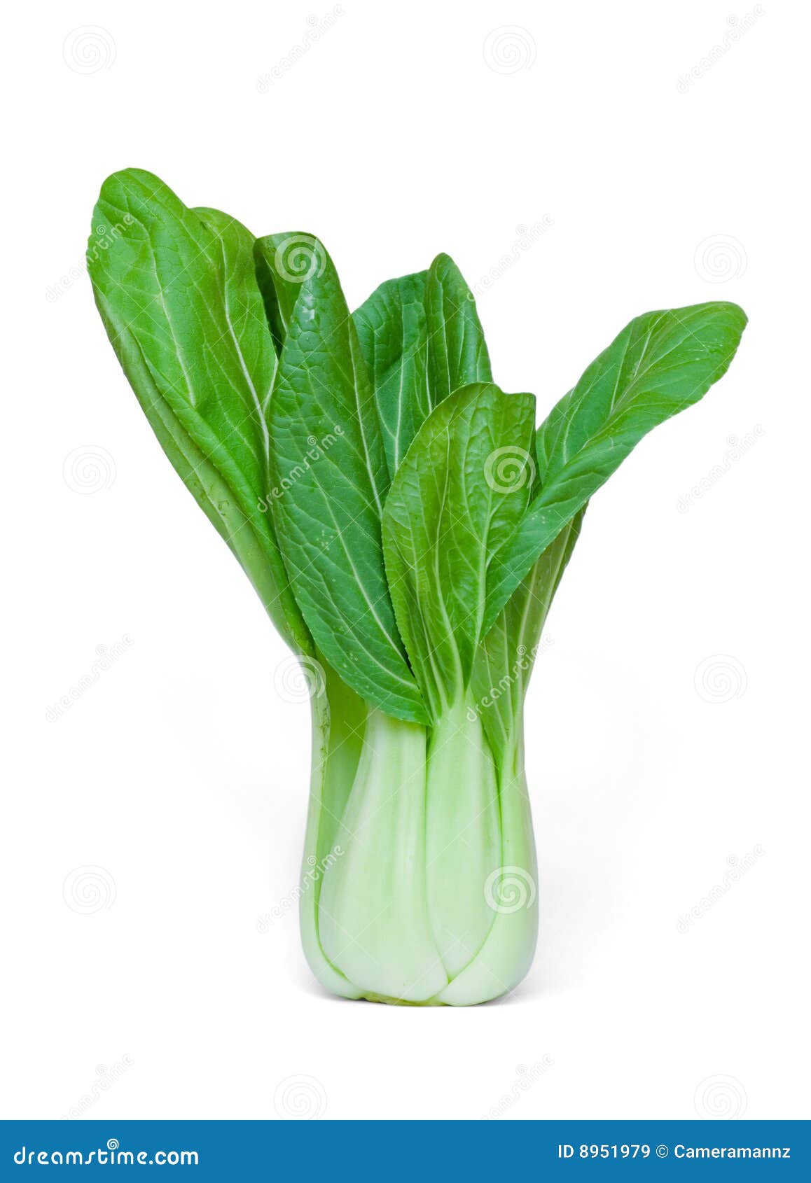 Fresh Bok choy stock image. Image of xiao, vegetable, leaf - 8951979